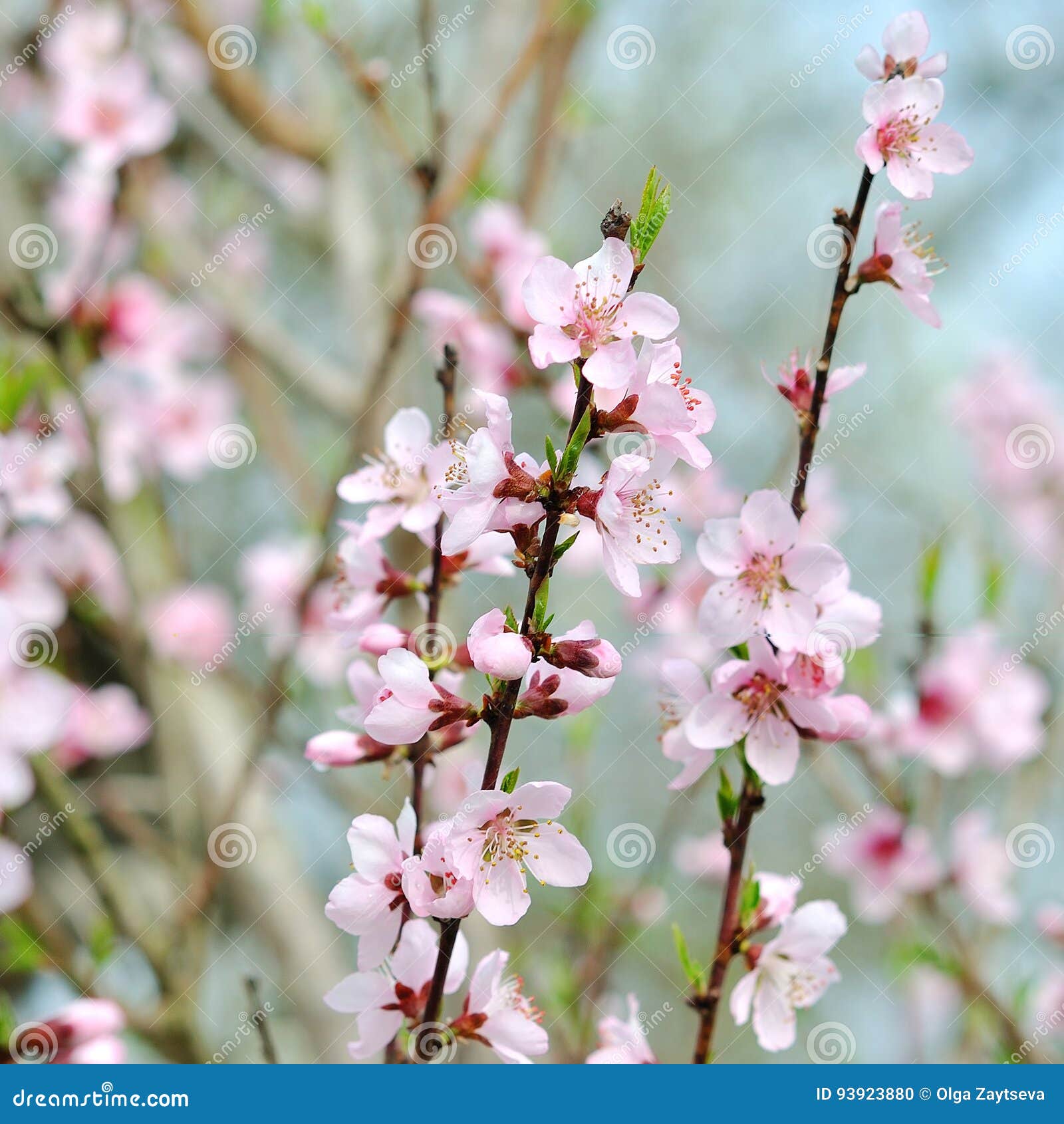 Beautiful Blooming Cherry Tree Stock Photo - Image of detail, boughs ...