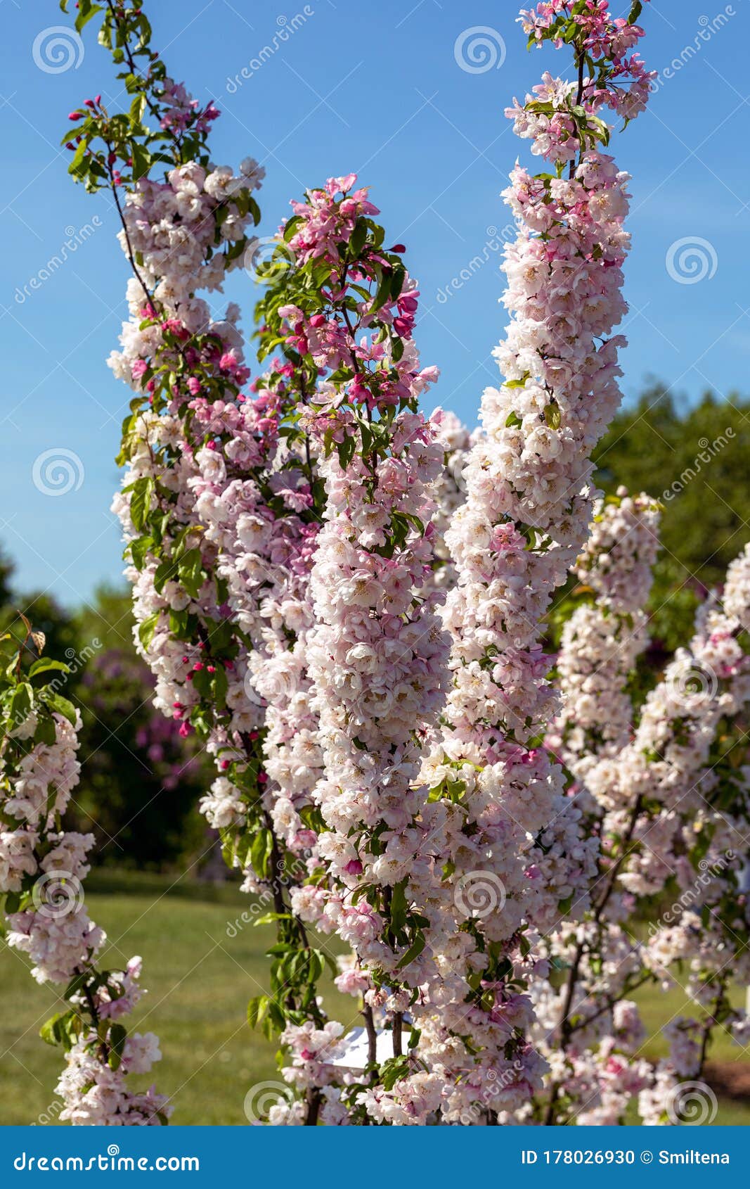 Blooming Columnar Apple Tree in the Garden on a Spring Sunny Day Stock ...