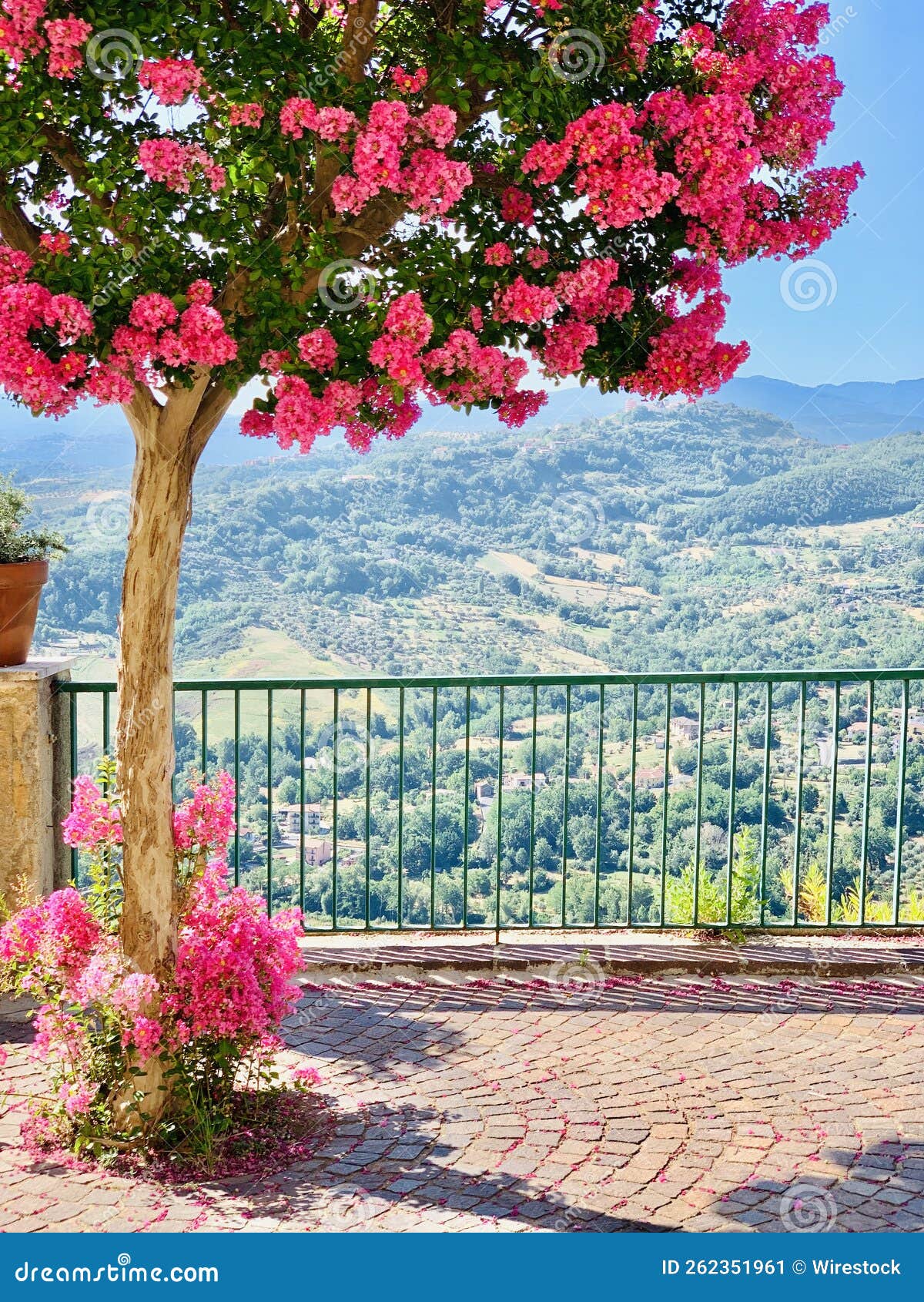 Beautiful Blooming Crape Myrtle Tree in a Park Stock Image - Image of ...