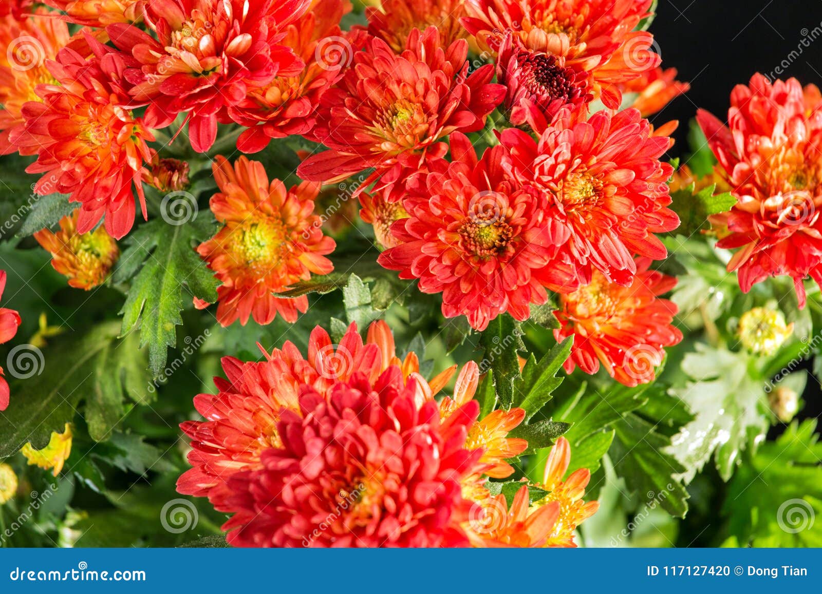 A beautiful blooming Daisy stock photo. Image of focus - 117127420