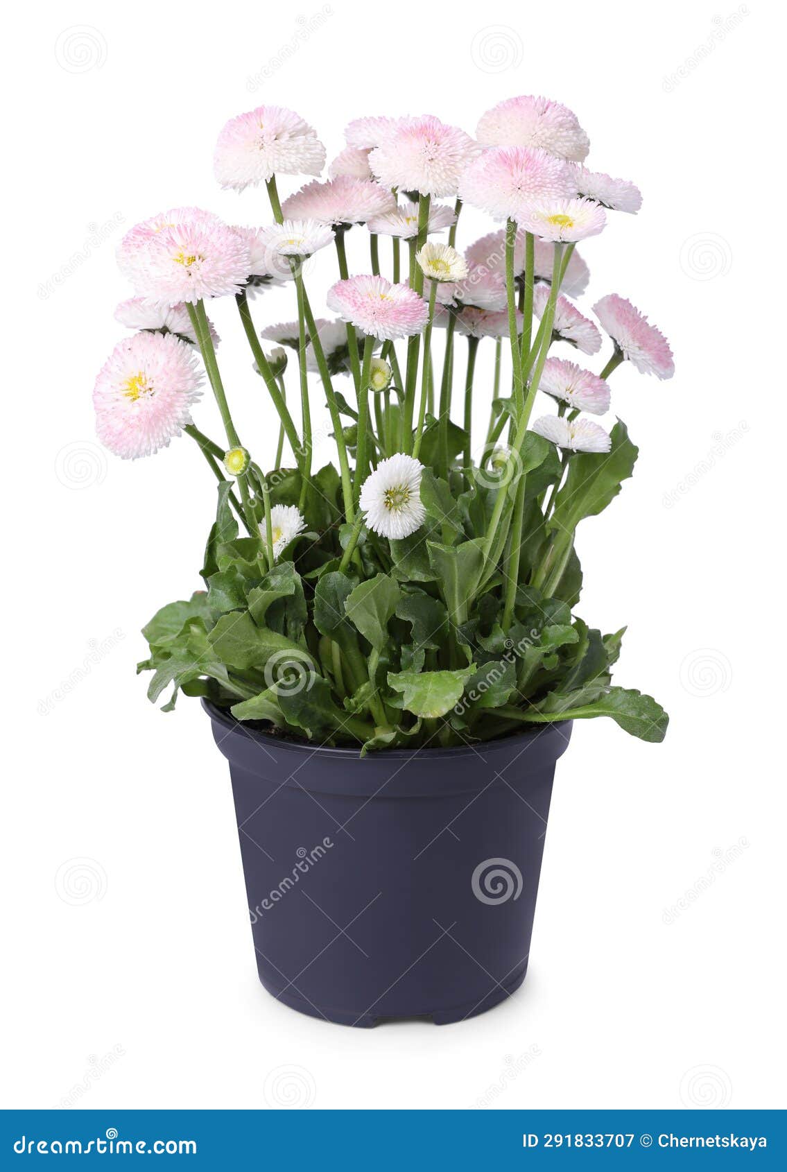 Beautiful Blooming Daisy Flower in Pot Isolated on White Stock Image ...