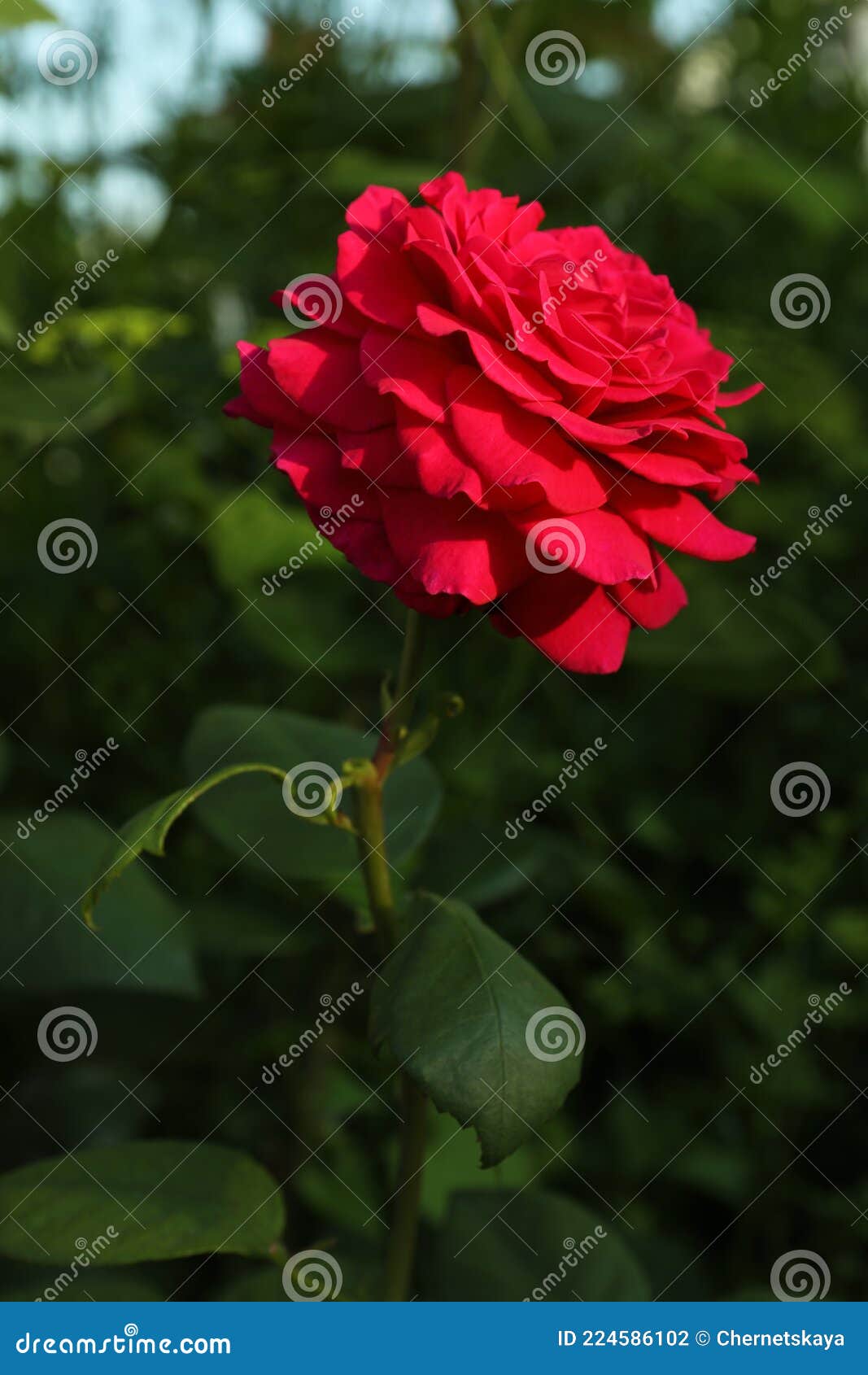 Beautiful Blooming Dark Pink Rose on Bush Stock Photo - Image of ...