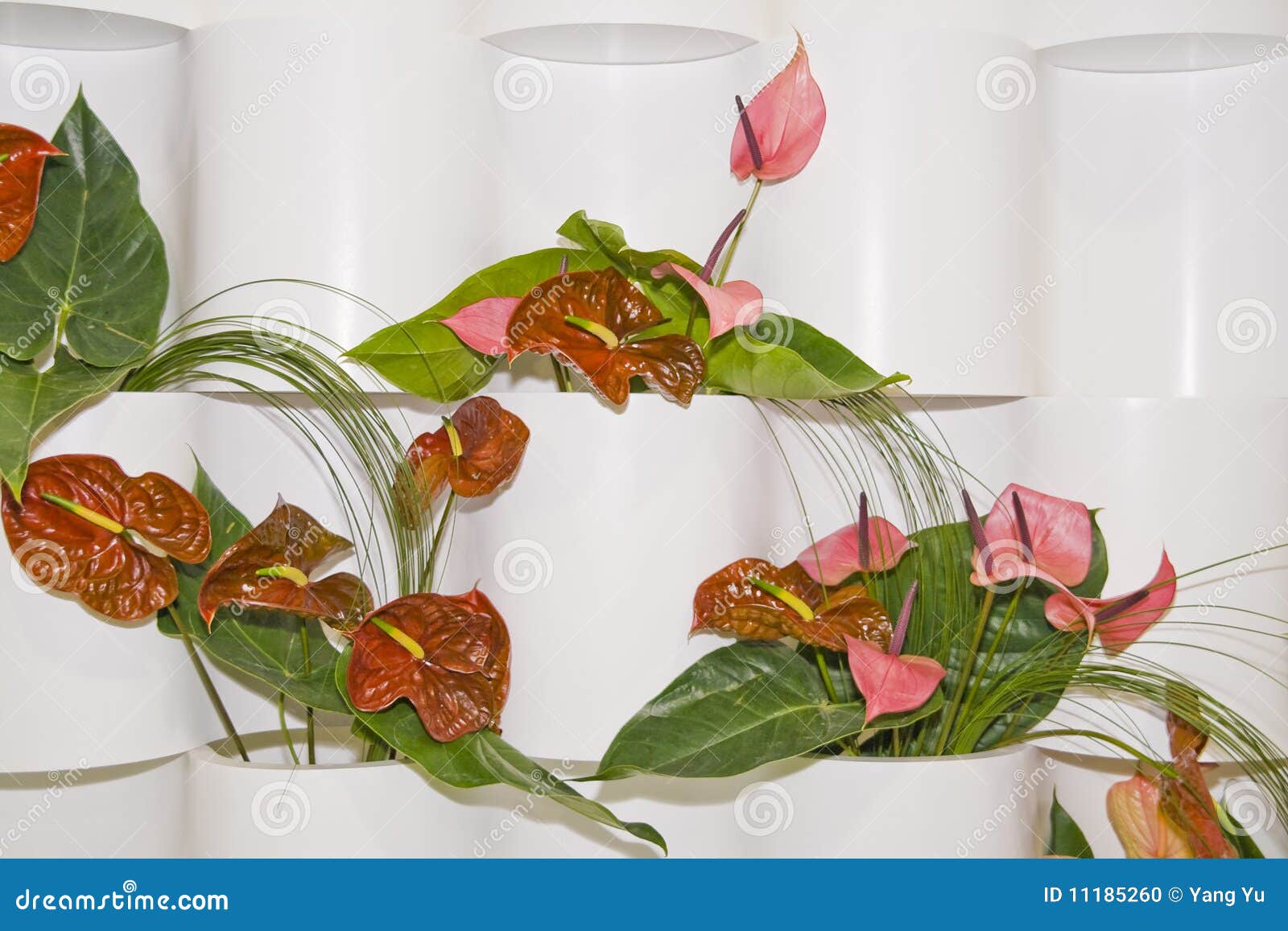 Beautiful Blooming Flamingo Flower Stock Photo - Image of leaves ...