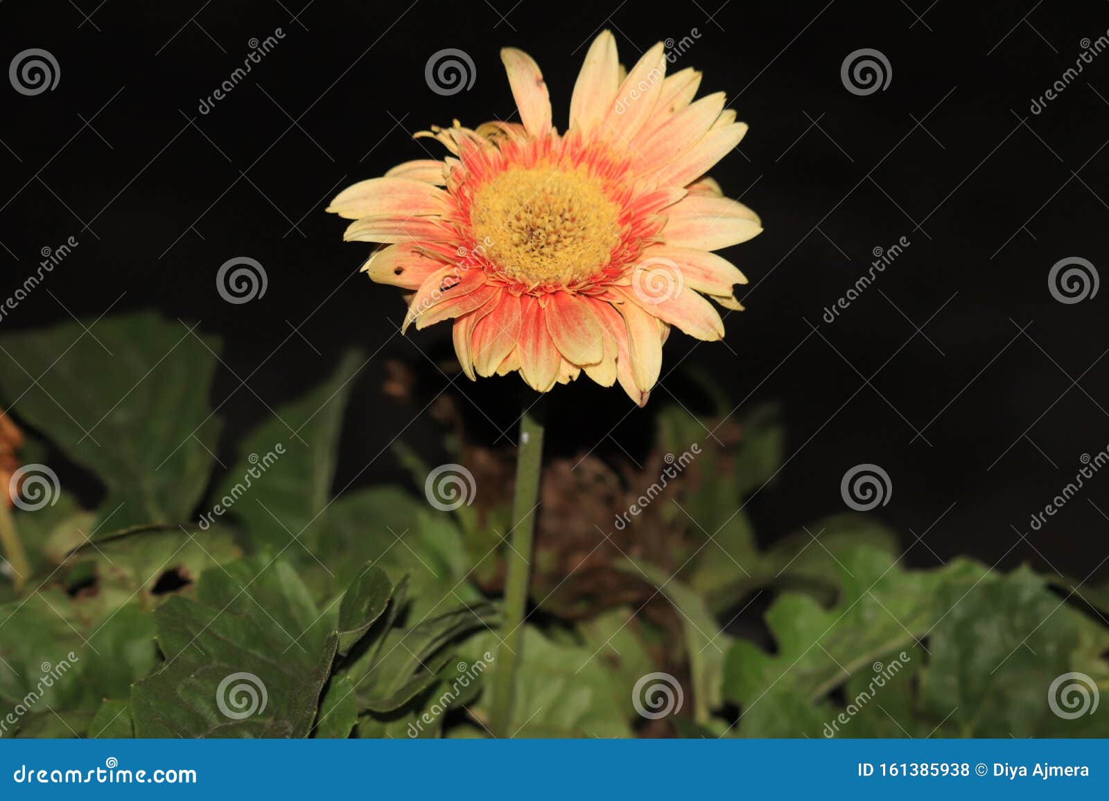Beautiful blooming flower stock photo. Image of blooming - 161385938