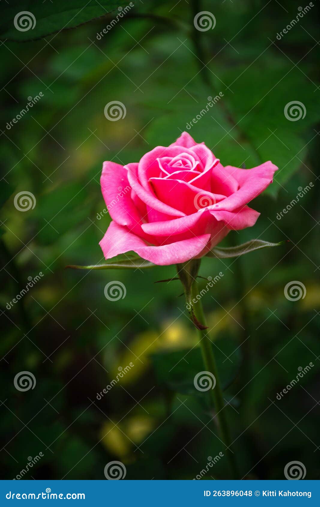 Beautiful Blooming Flower Rose Flower Close Up Stock Photo - Image of ...