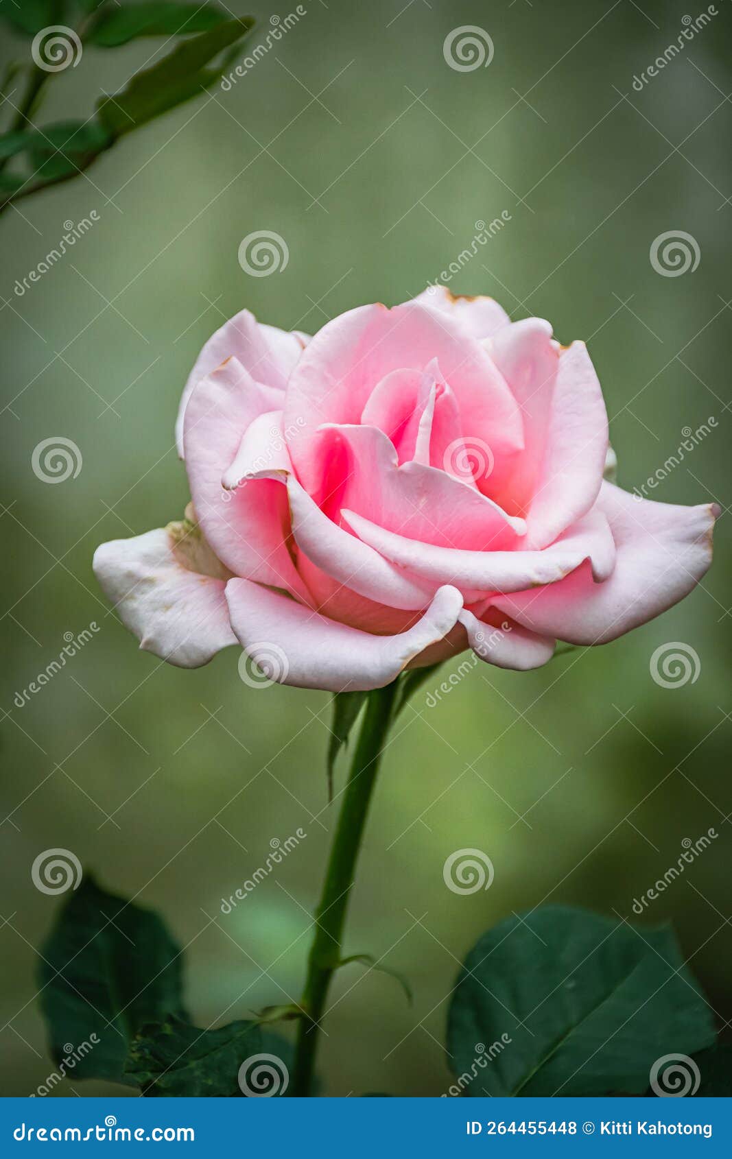Beautiful Blooming Flower Rose Flower Close Up Stock Photo - Image of ...