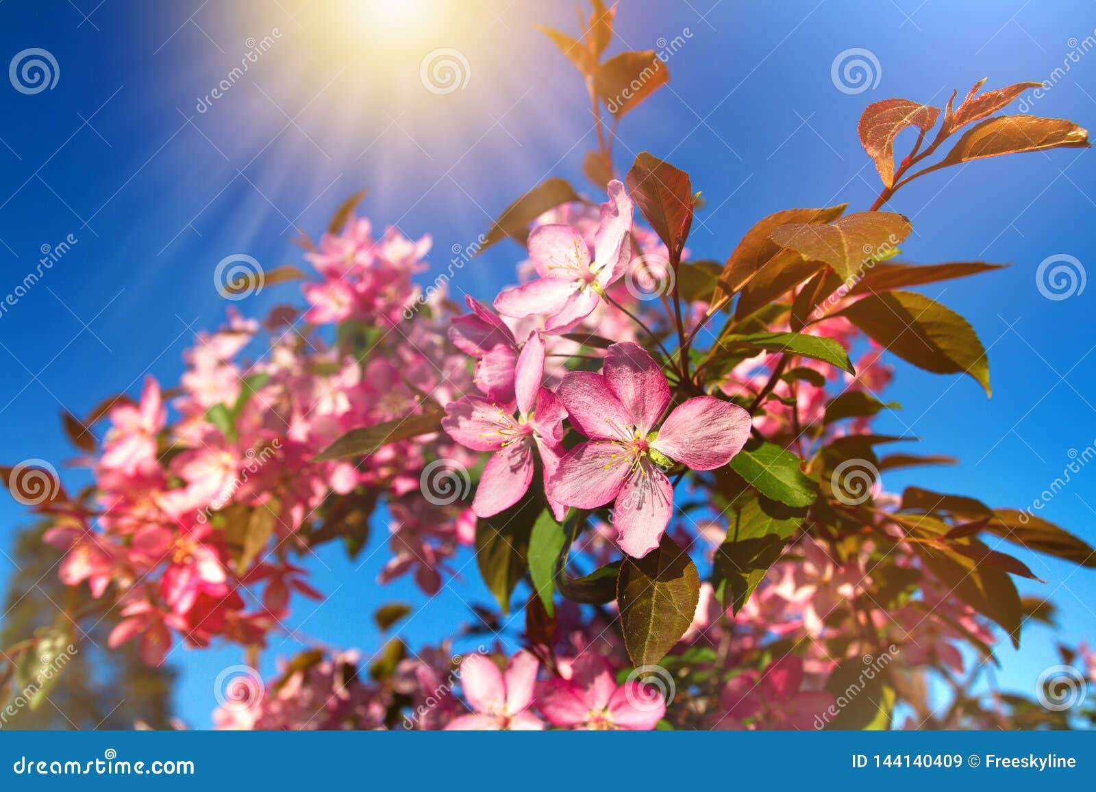 Beautiful Blooming Fruit Tree. Background with Flowers on a Spring Day ...
