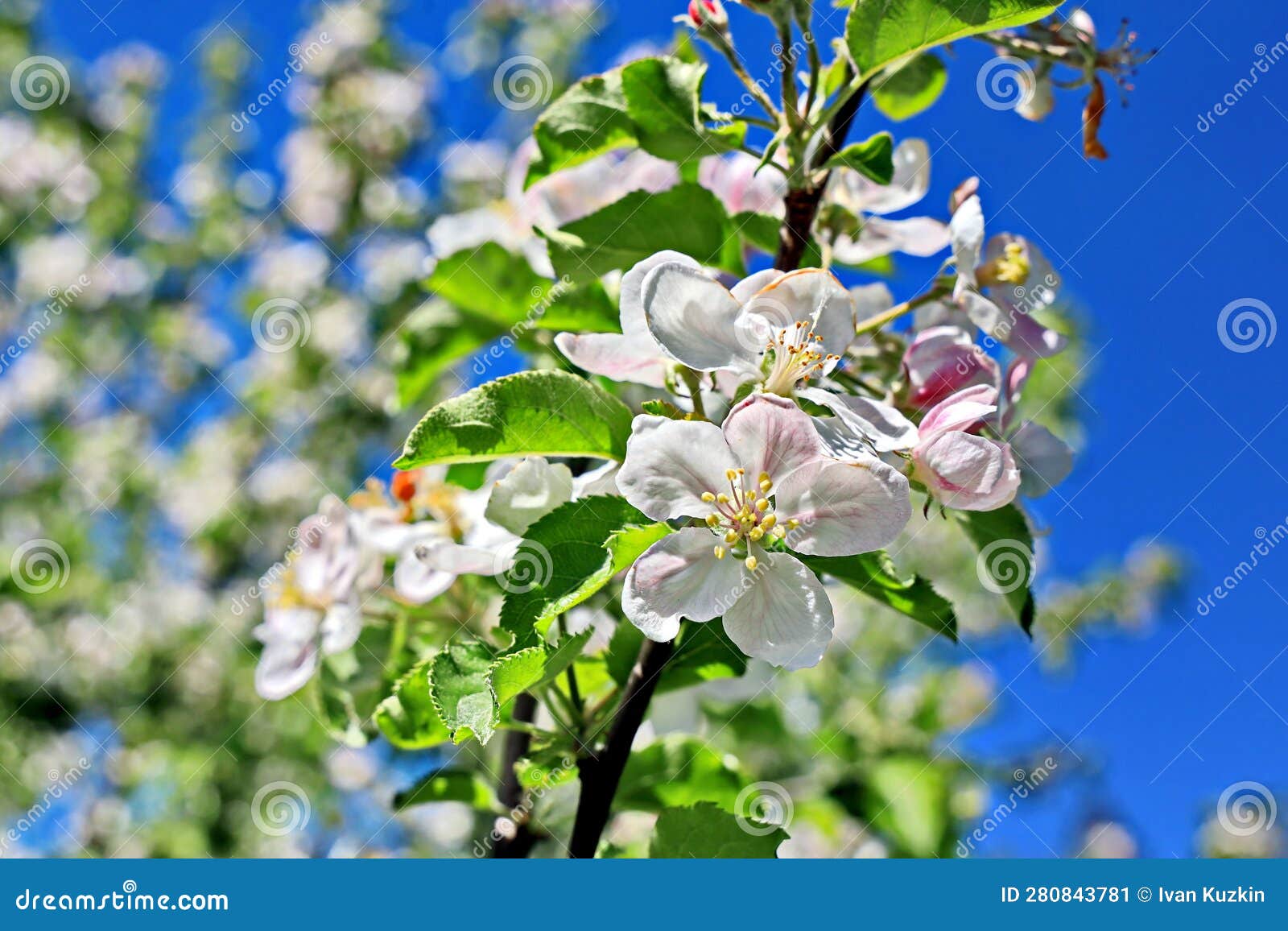 Beautiful Blooming Fruit Trees on Background of the Blue Sky and Clouds ...