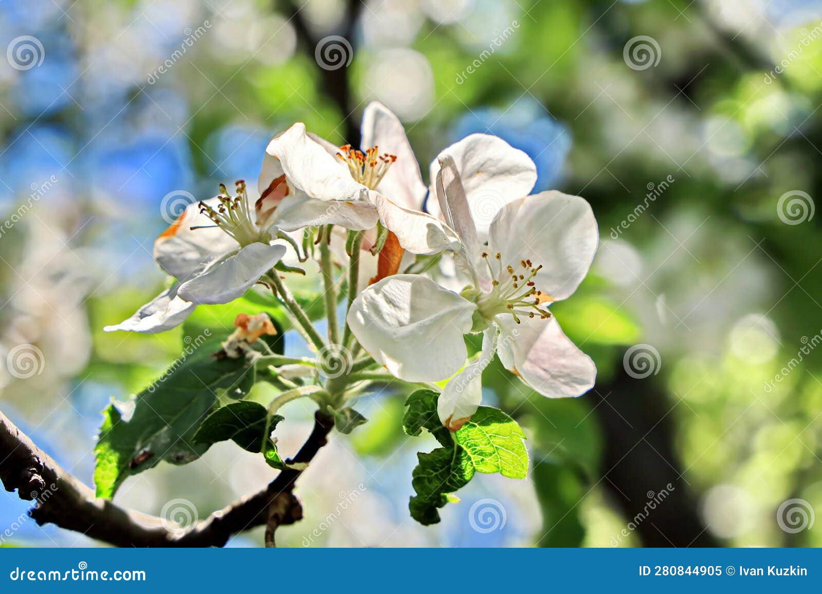 Beautiful Blooming Fruit Trees on Background of the Blue Sky and Clouds ...