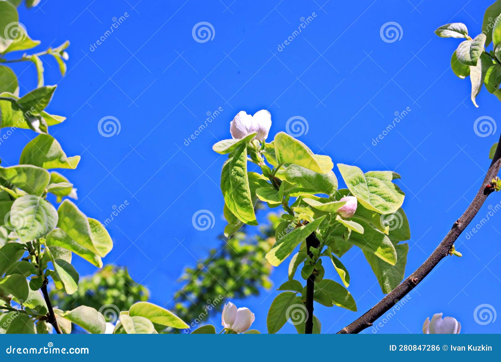 Beautiful Blooming Fruit Trees on Background of the Blue Sky and Clouds ...