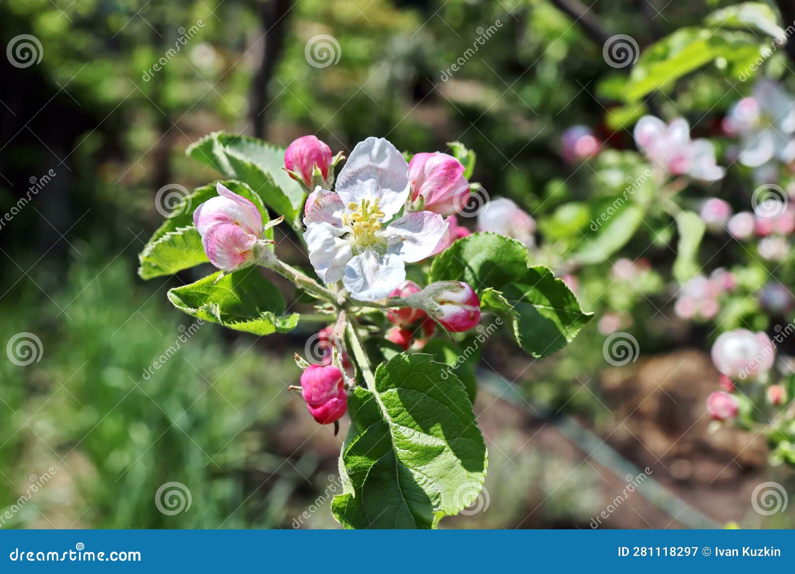 Beautiful Blooming Fruit Trees on Background of Green Plants in the ...