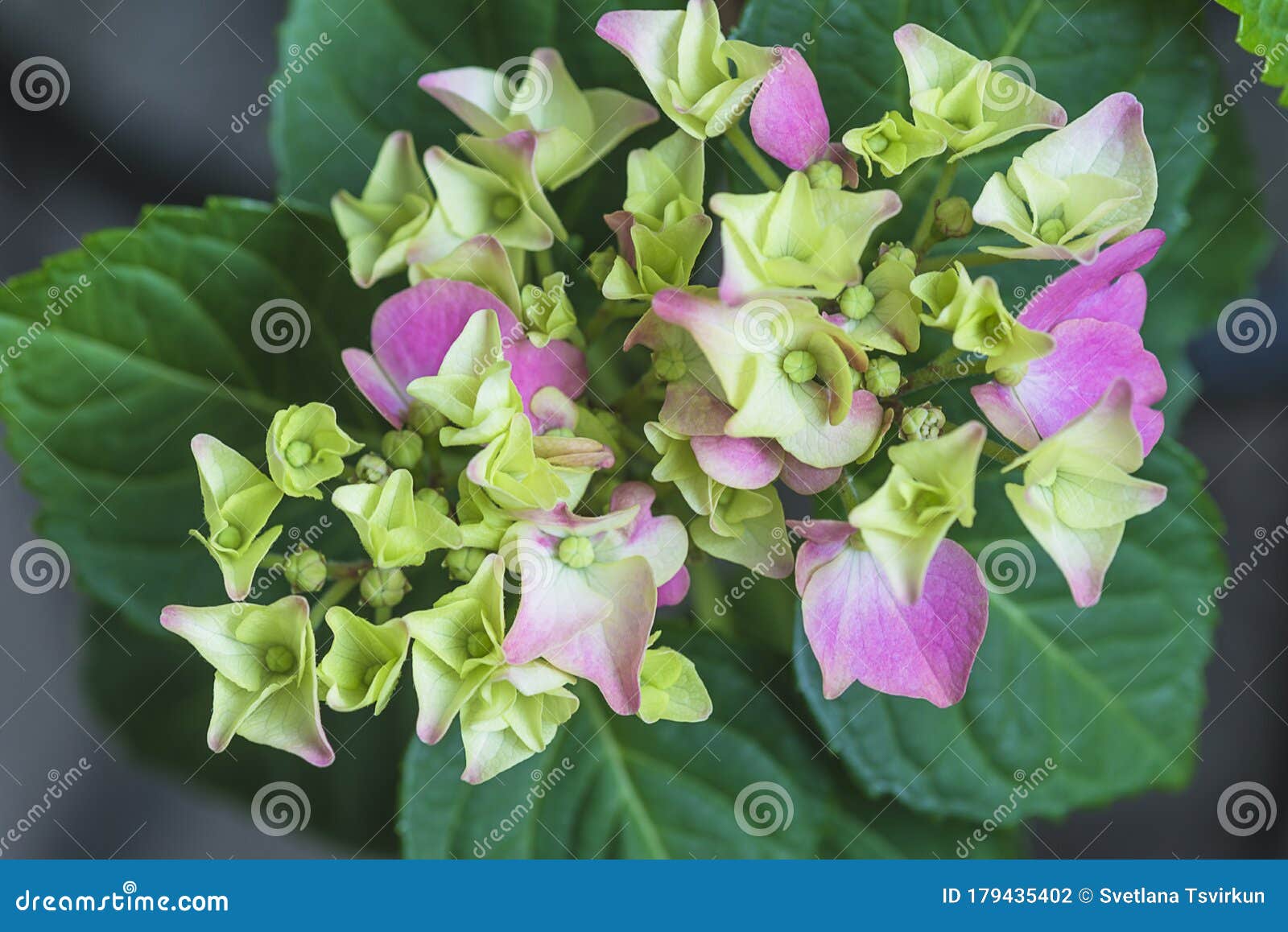 Beautiful Blooming Hydrangea Stock Photo - Image of petal, hydrangea ...