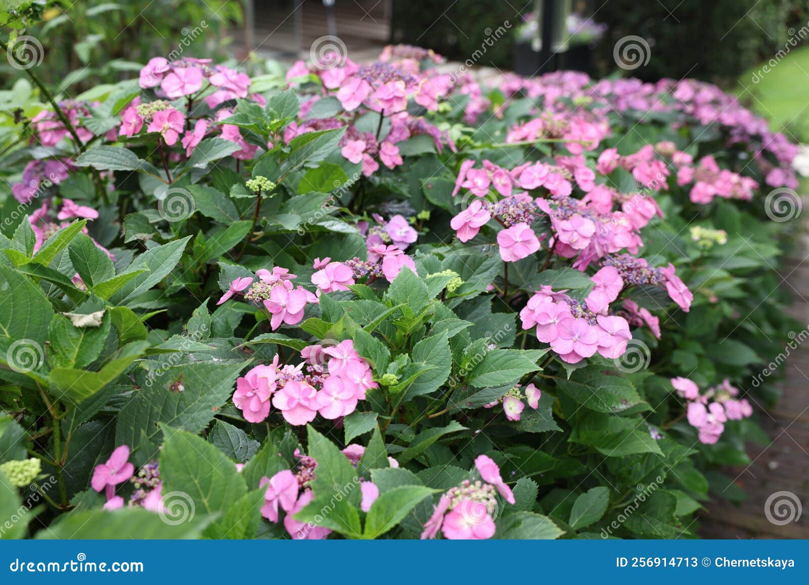 Beautiful Blooming Hydrangeas in Garden. Landscape Design Stock Image ...