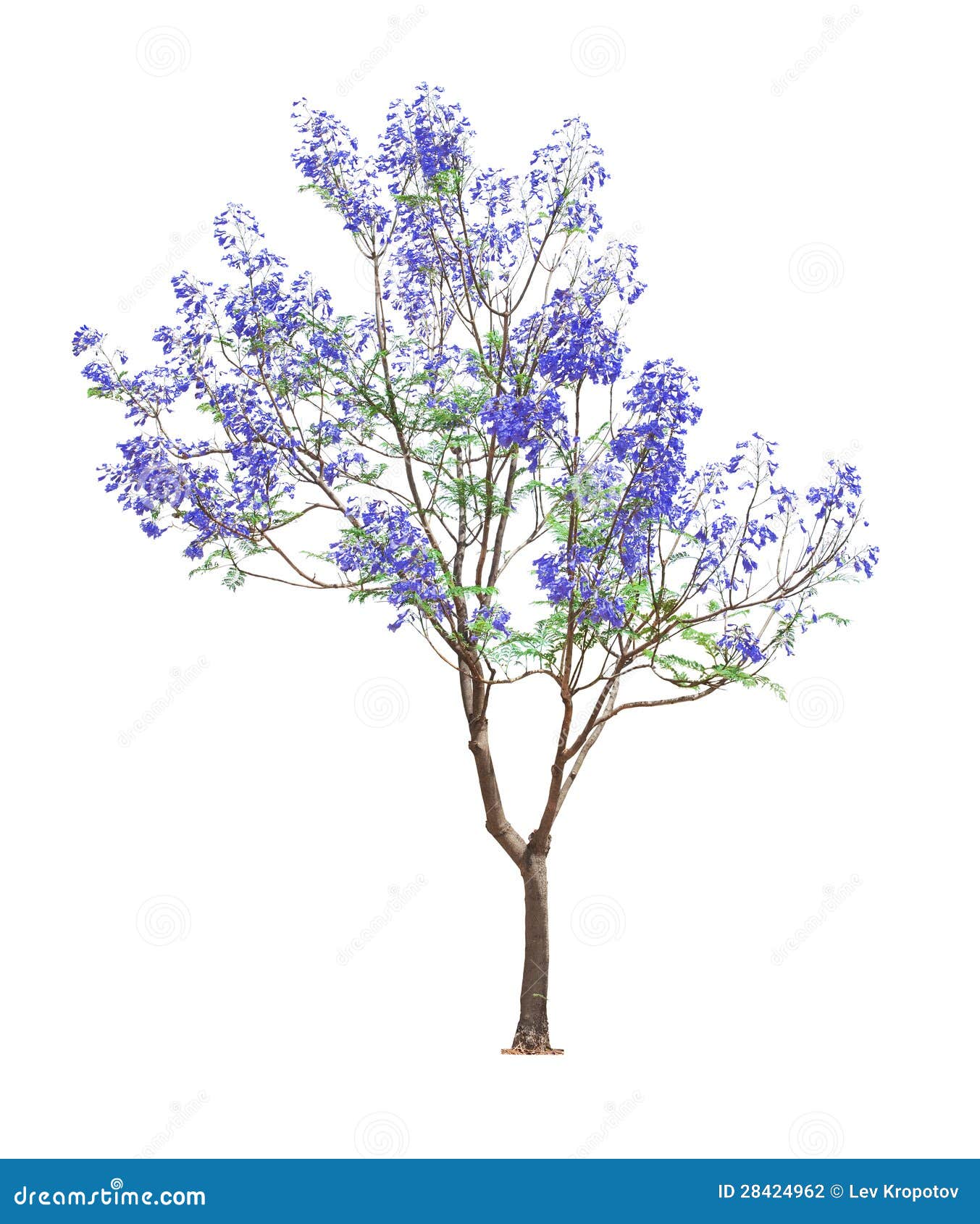 Beautiful Blooming Jacaranda Tree Stock Photo - Image of spring, purple ...