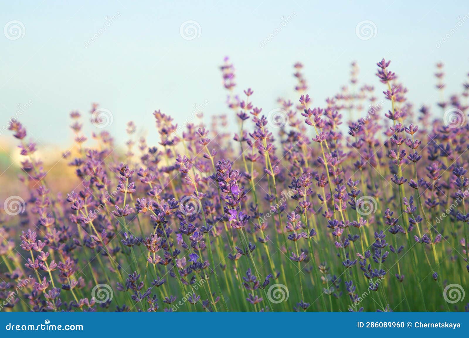Beautiful Blooming Lavender Growing in Field, Closeup Stock Photo ...
