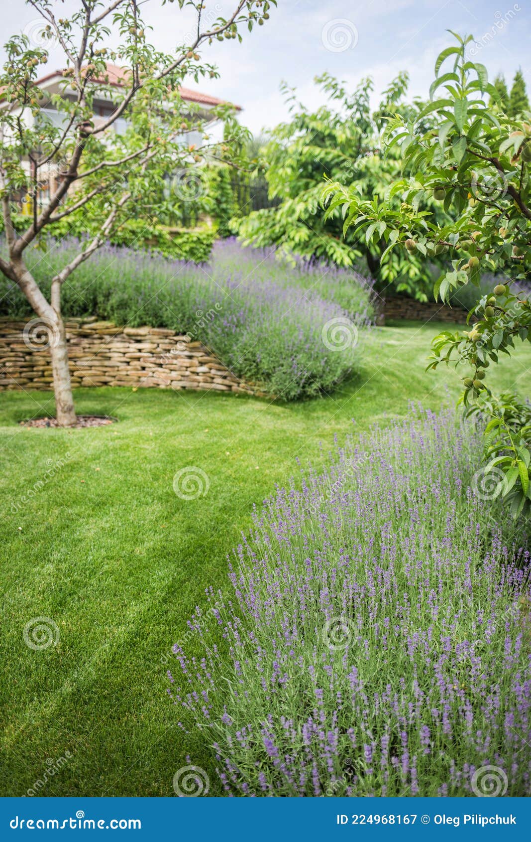 Beautiful Blooming Lavender Stock Image - Image of lavender, natural ...