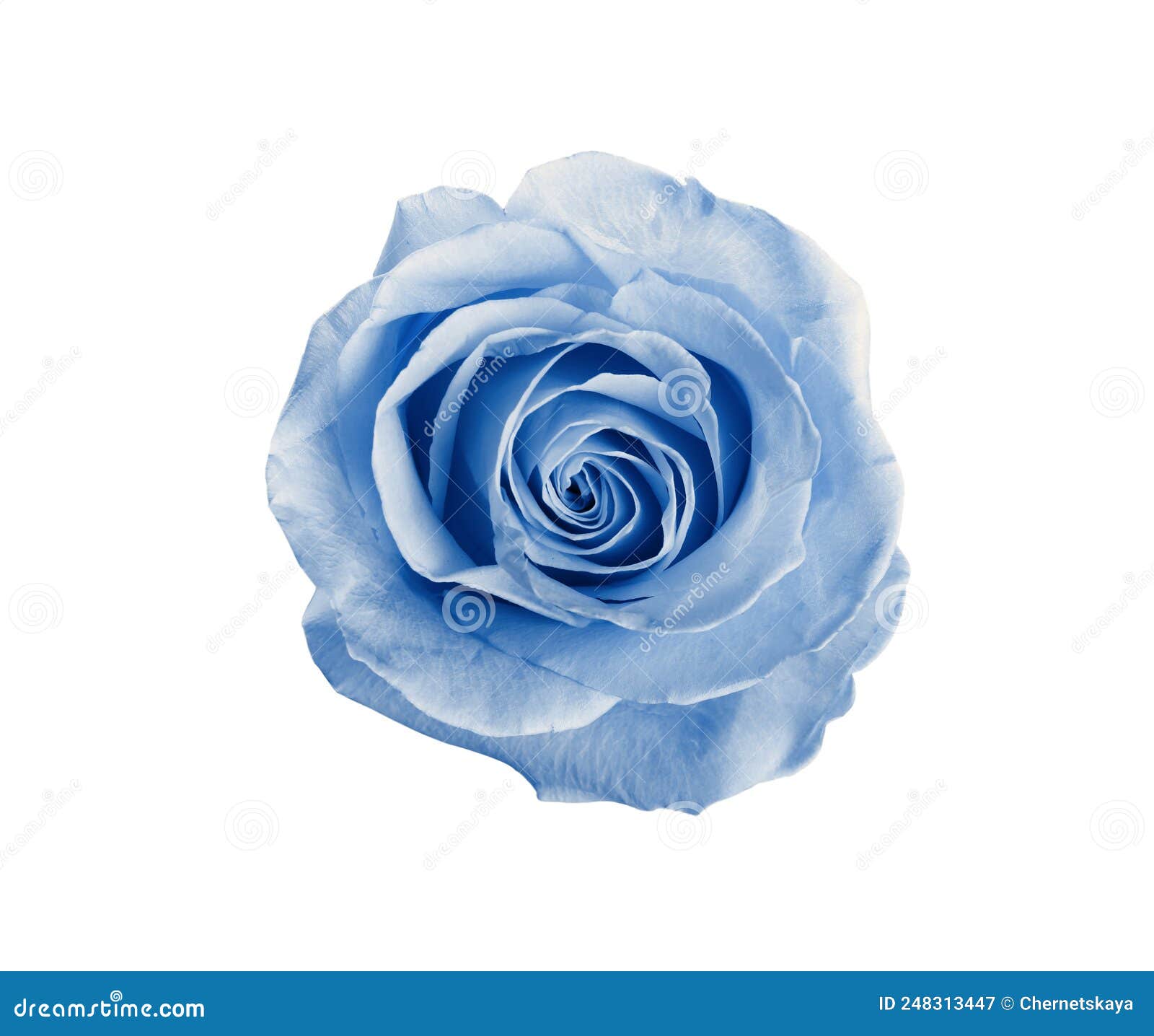 Beautiful Blooming Light Blue Rose on White Background Stock Image ...