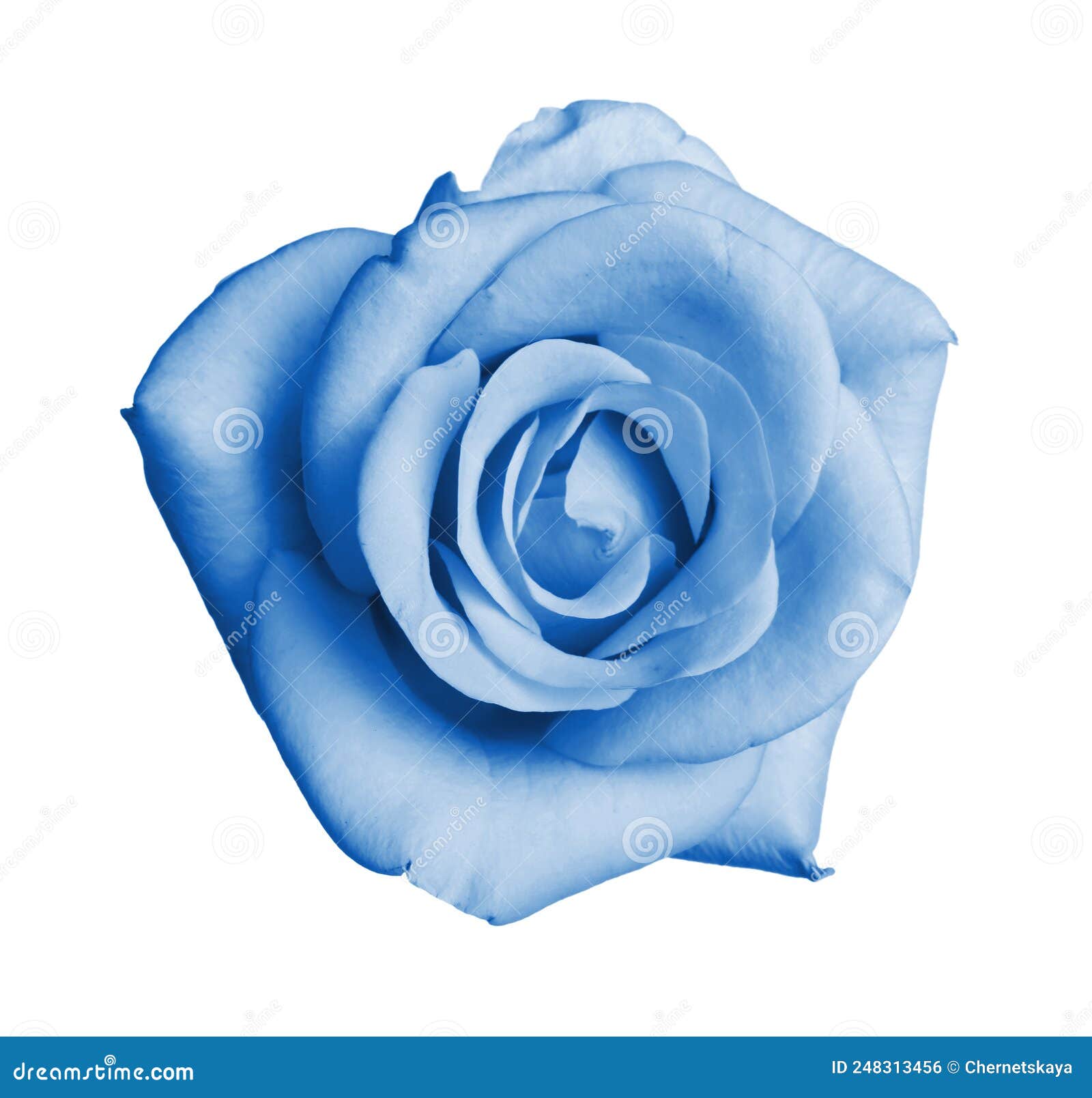 Beautiful Blooming Light Blue Rose on White Background Stock Photo ...