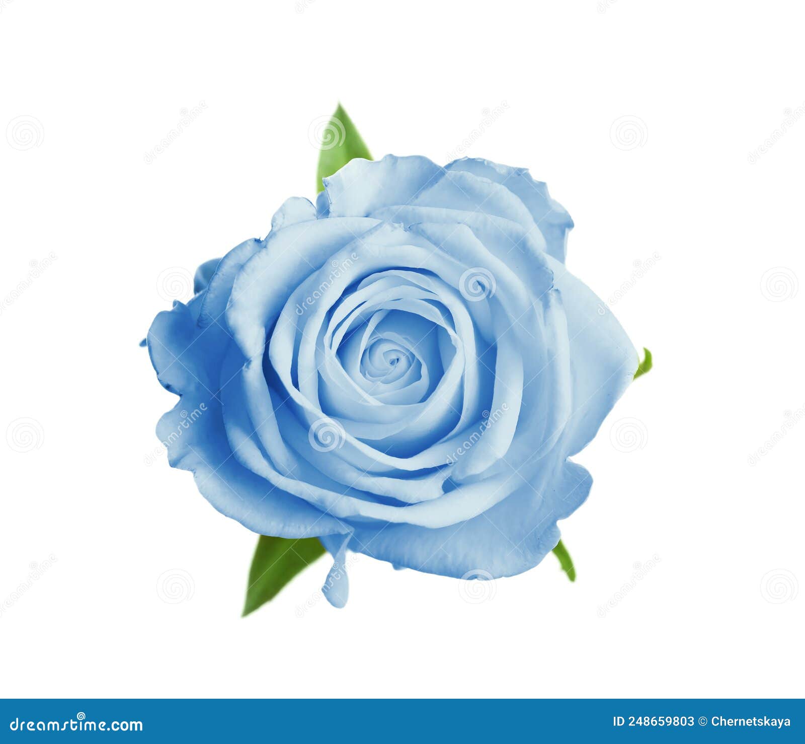 Beautiful Blooming Light Blue Rose on White Background Stock Image ...