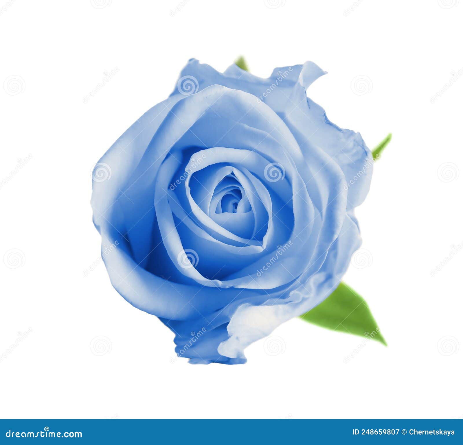 Beautiful Blooming Light Blue Rose on White Background Stock Image - Image of object, blooming ...