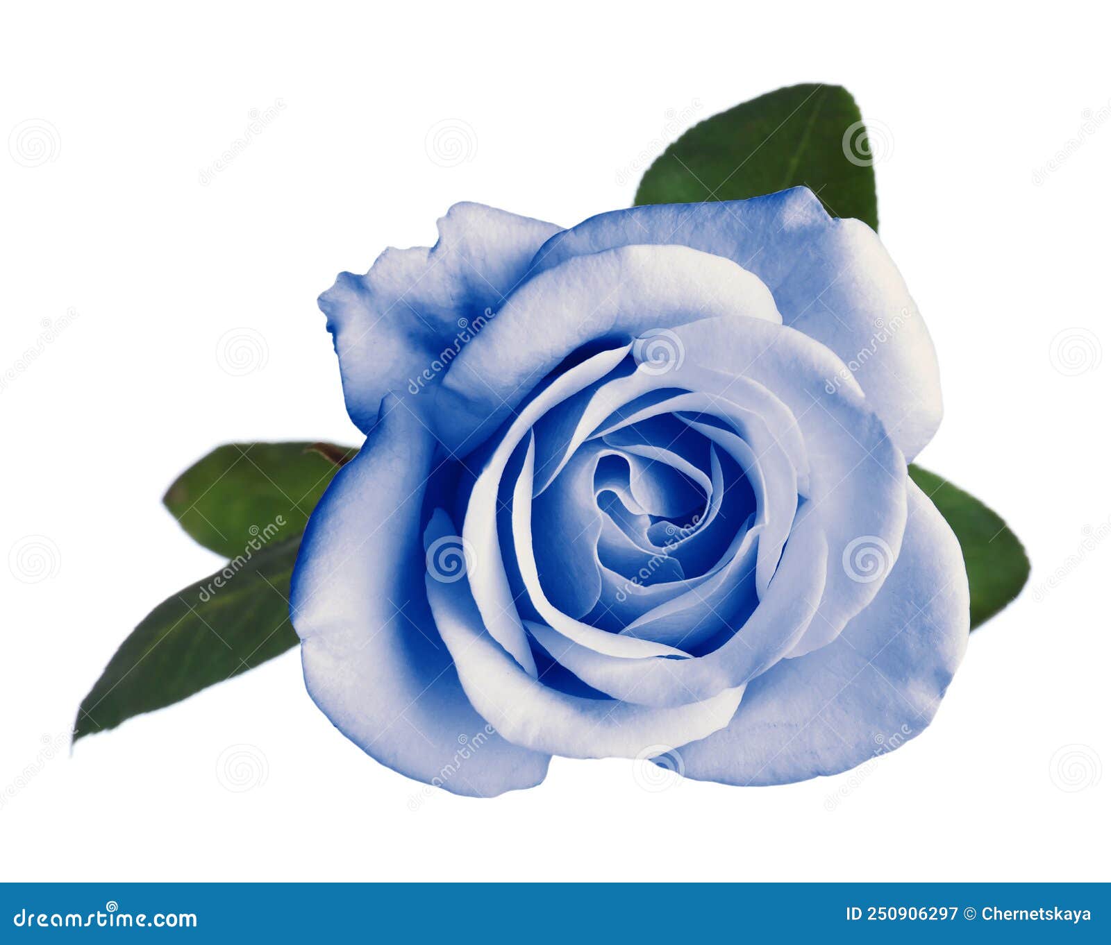 Beautiful Blooming Light Blue Rose on White Background Stock Image ...