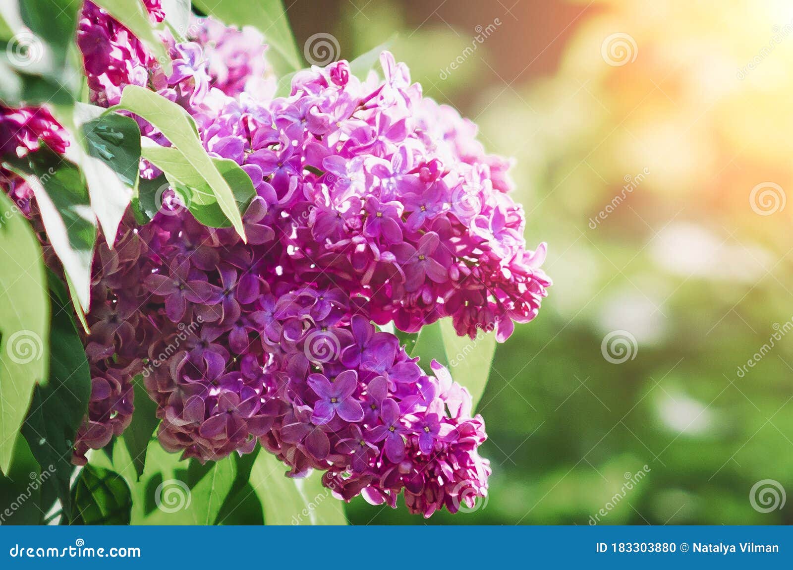 Beautiful Blooming Lilac Bush in Bright Sunlight Stock Photo - Image of ...