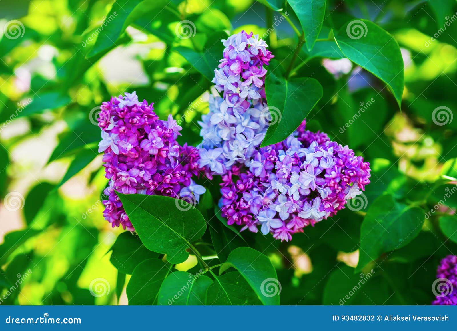 Beautiful blooming lilac stock photo. Image of colorful - 93482832