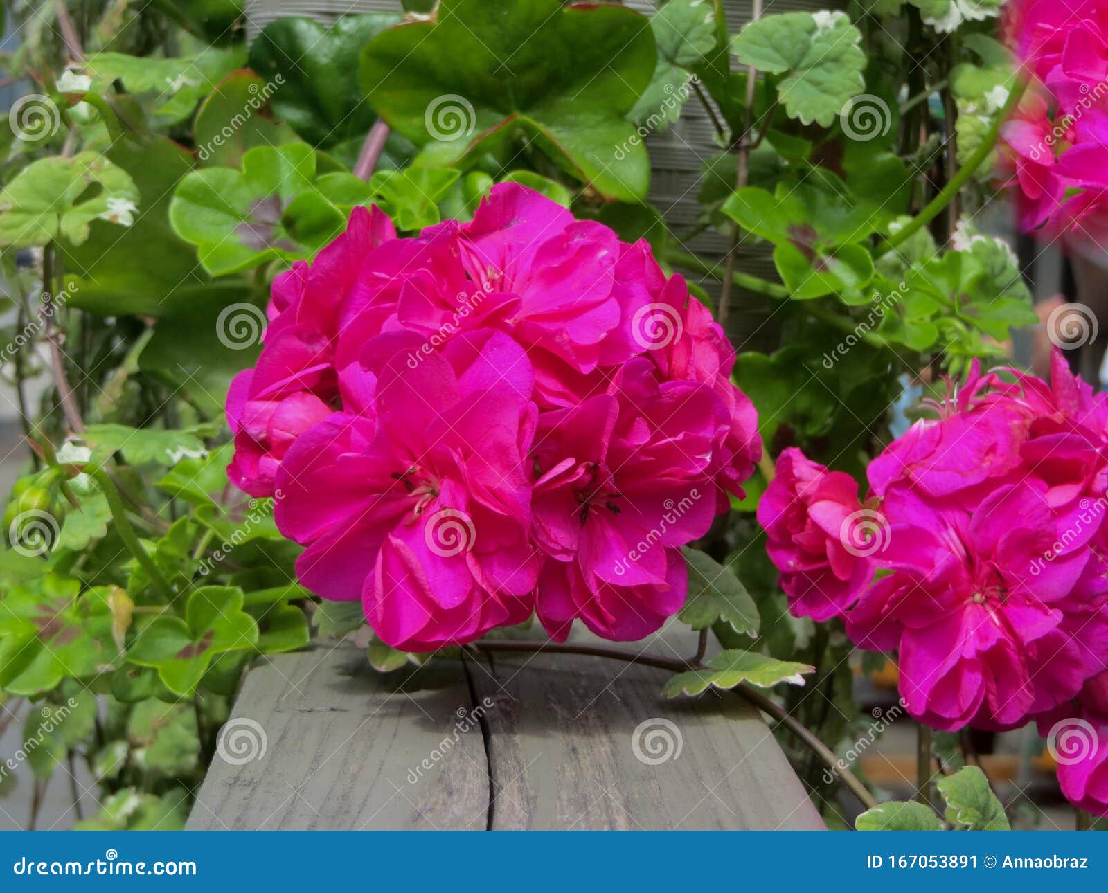 Beautiful Blooming Multi-colored Geranium Flowers As a Background ...