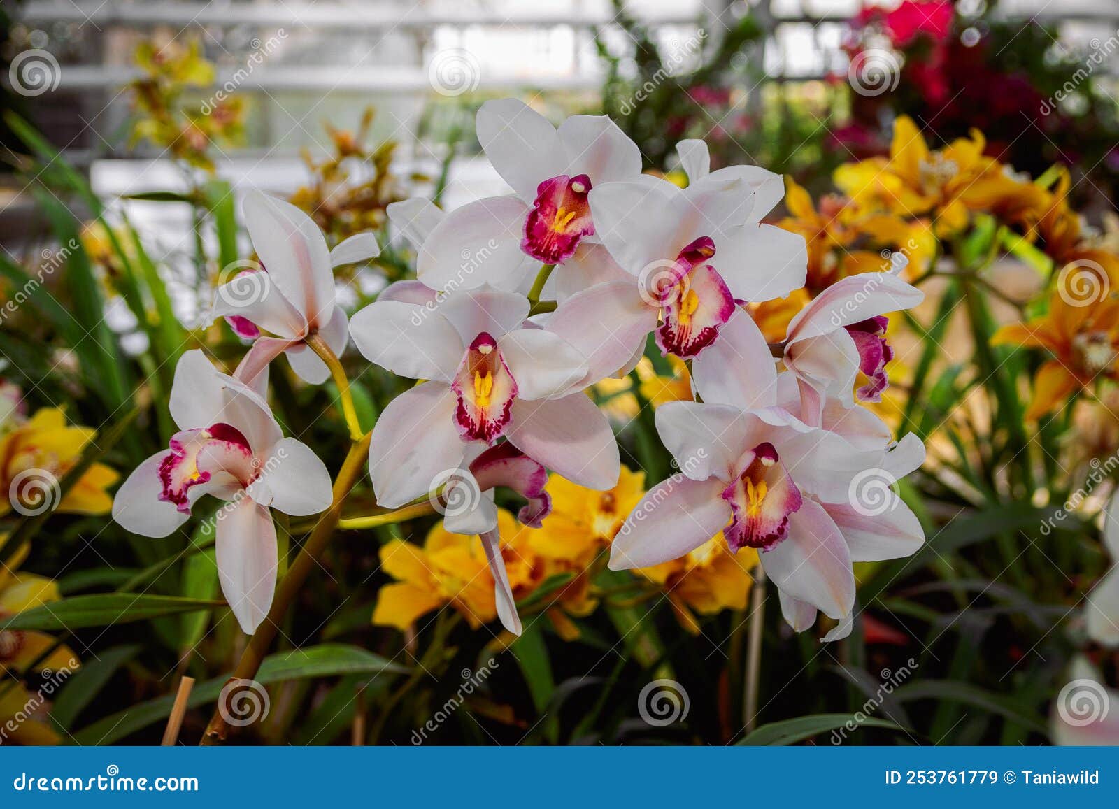 Beautiful Blooming Multicolored Orchid Flowers Stock Image - Image of ...