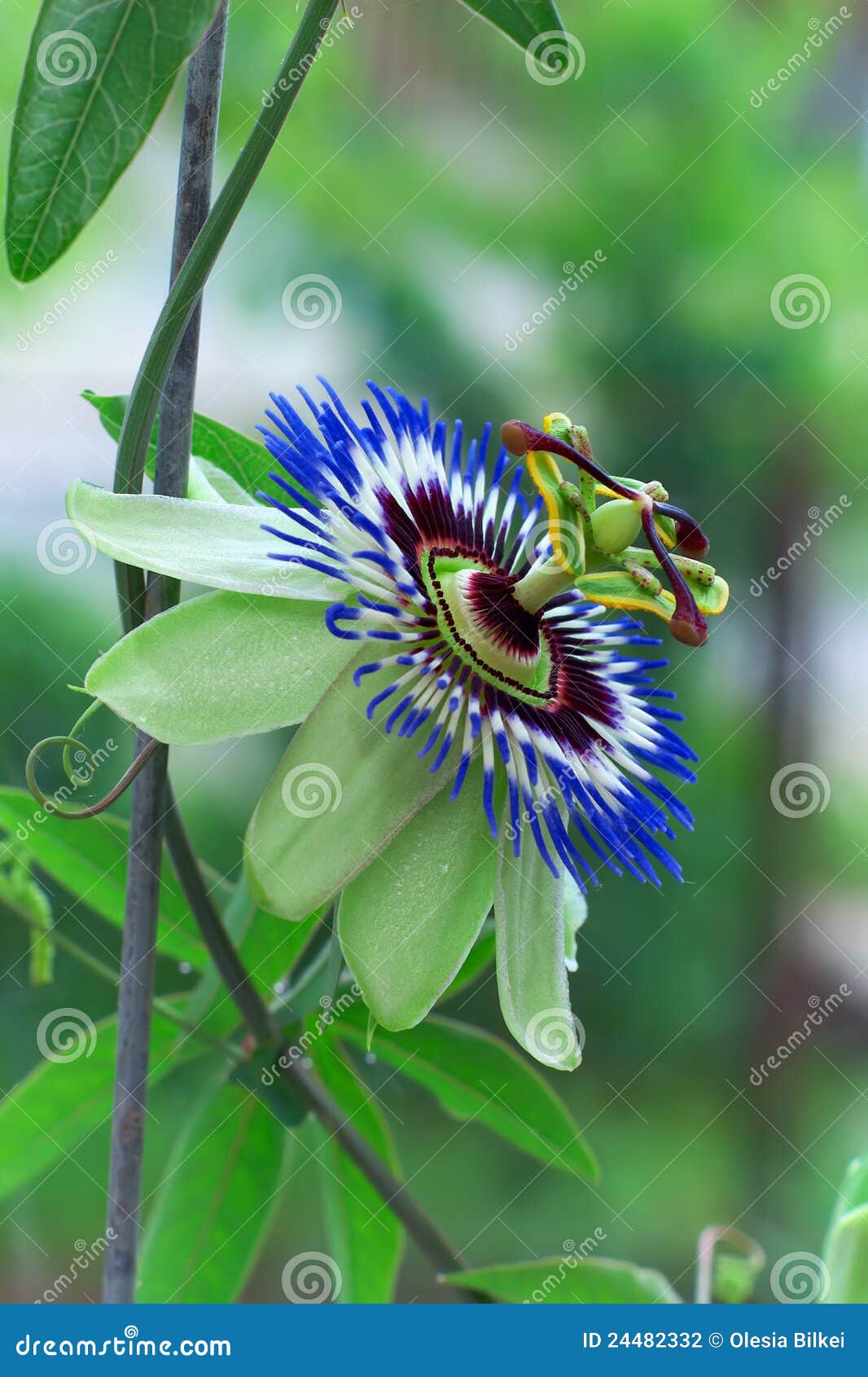 Beautiful Blooming Passiflora Flower Stock Photo - Image of close ...