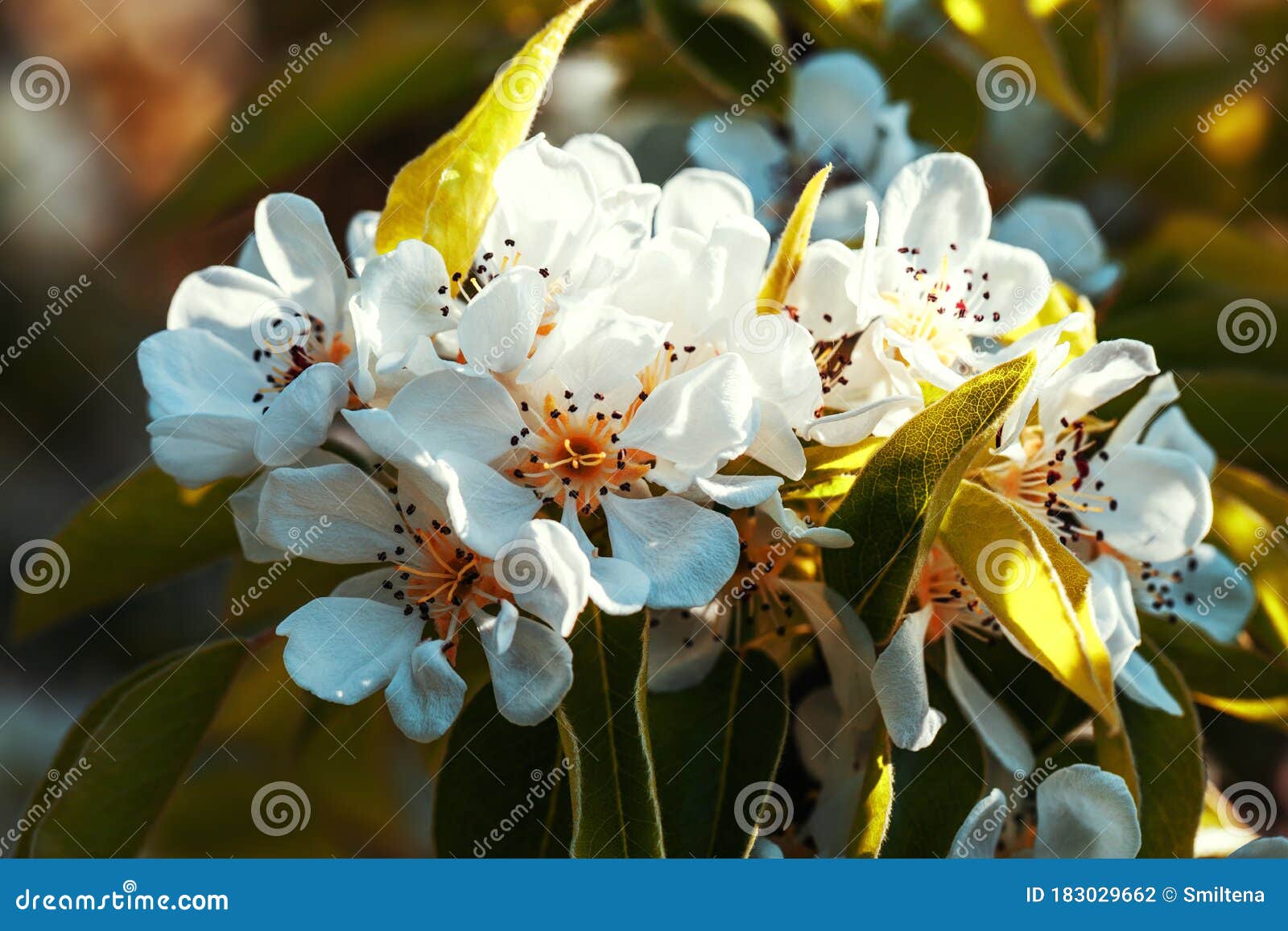 Beautiful Blooming Pear Tree Close-up Stock Photo - Image of life ...