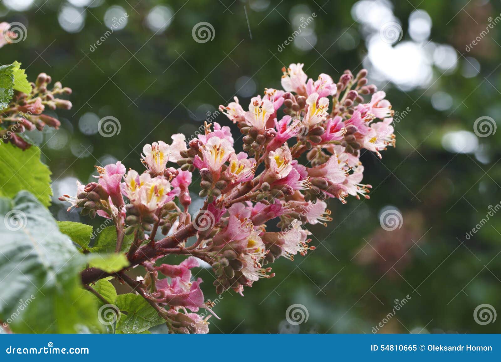 Beautiful Blooming Pink Chestnuts Stock Image - Image of chest, nature ...