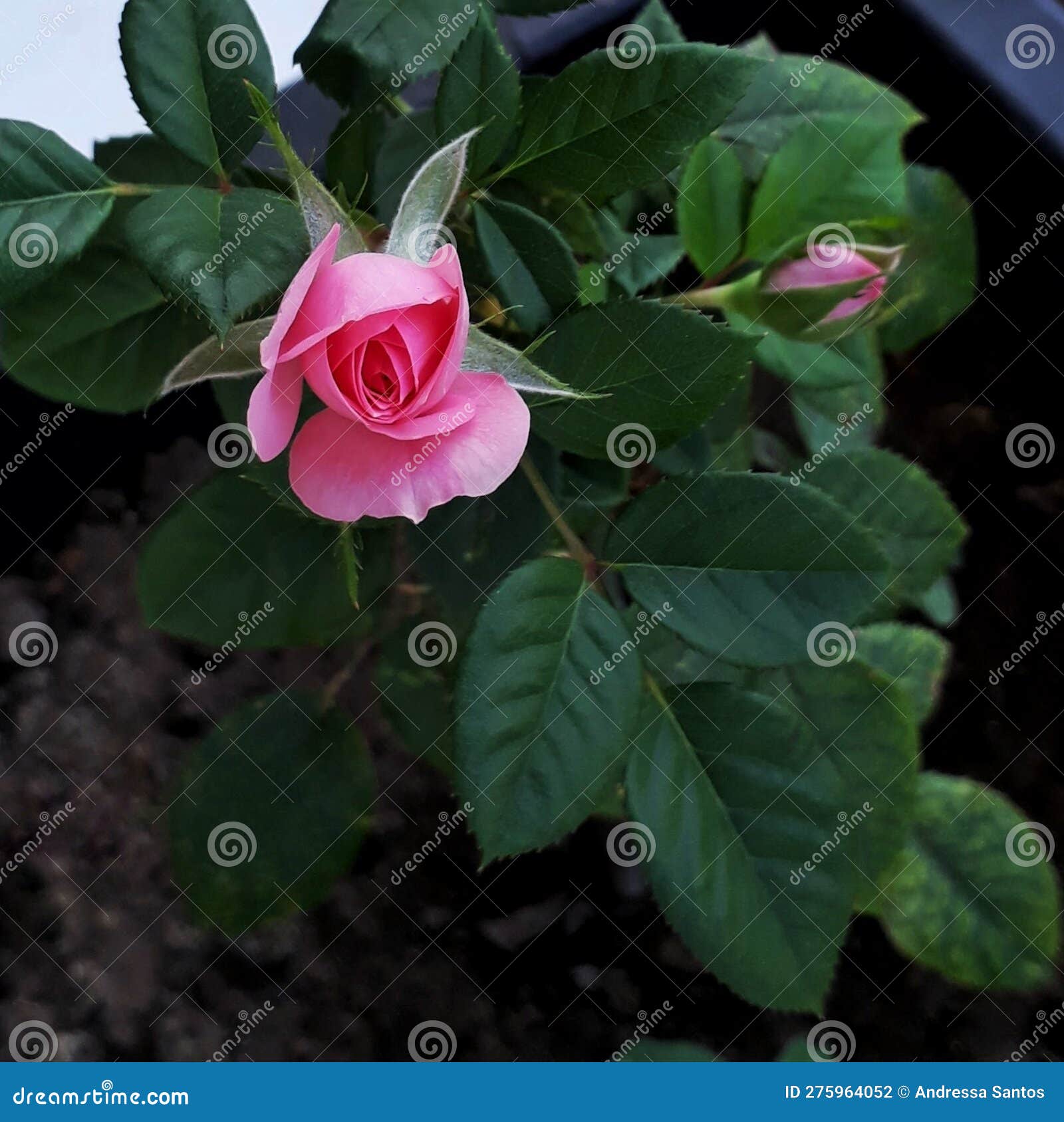 A Beautiful Blooming Pink Rose in My Garden. Stock Photo - Image of ...