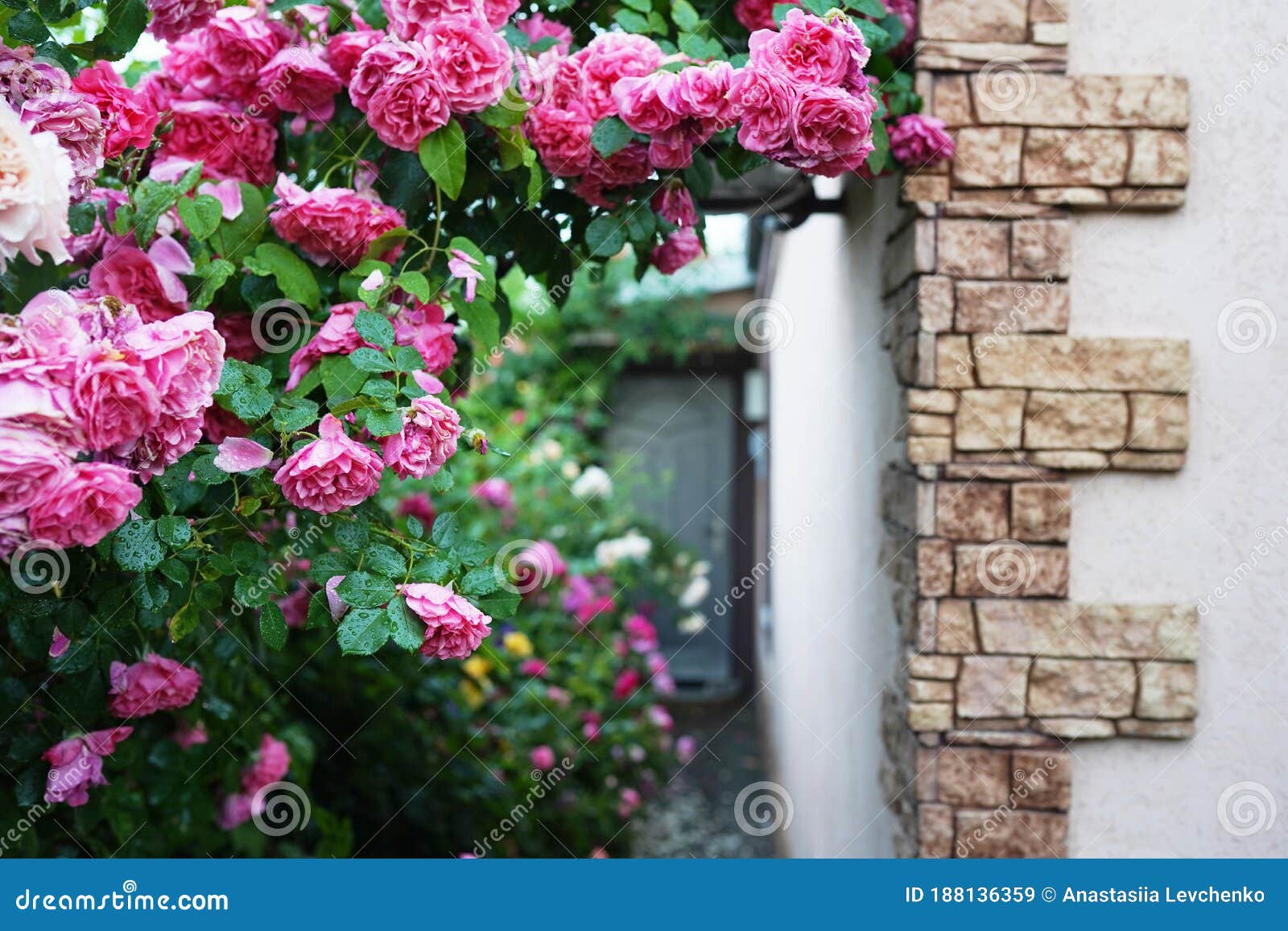 Beautiful Blooming Pink Rose Bush Around the Window Stock Image - Image ...