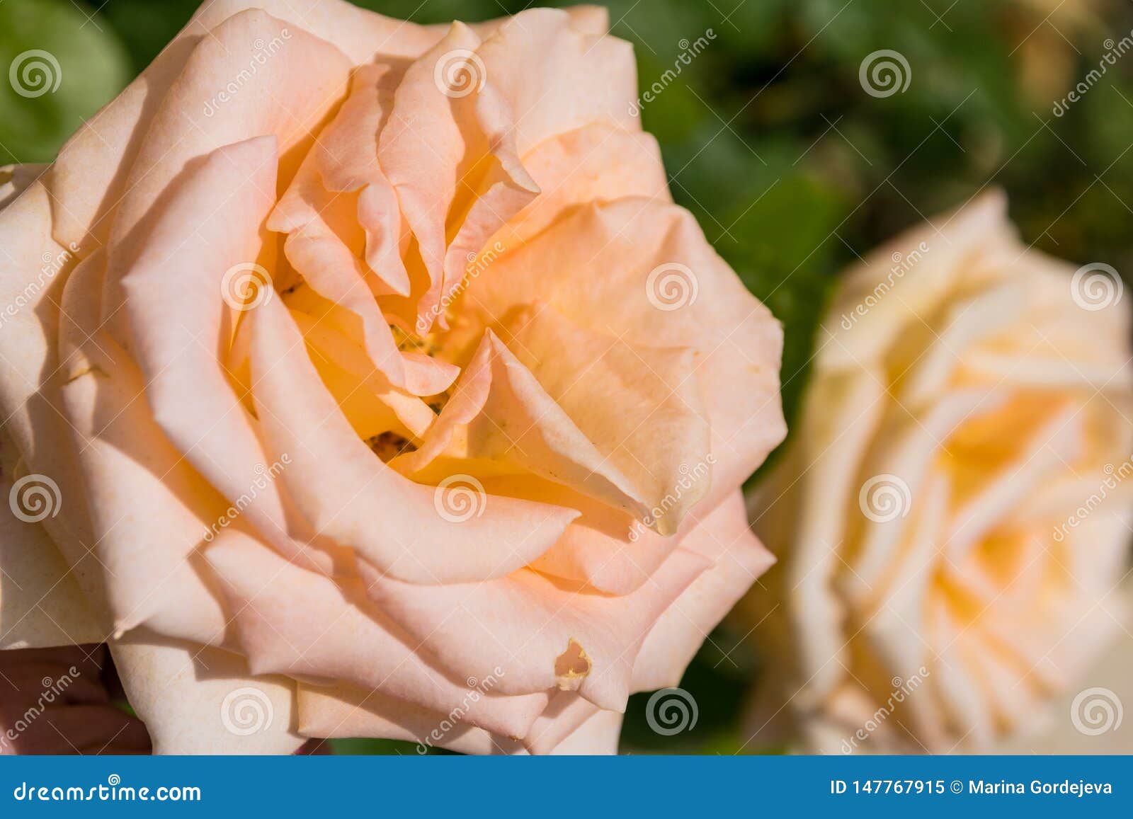 Beautiful Blooming Pink Rose on a Sunny Day Stock Image - Image of ...