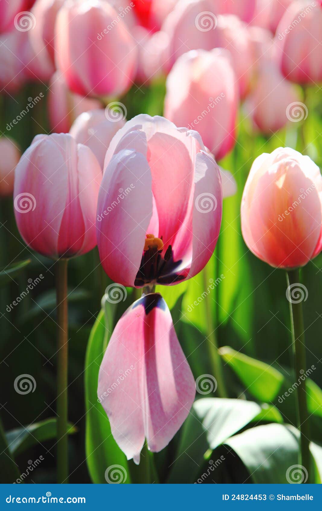 Beautiful Blooming Pink Tulips in the Garden. Stock Image - Image of ...