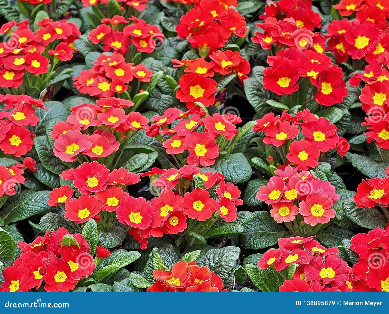 Beautiful Blooming Red Primulas or Primroses Stock Image - Image of ...