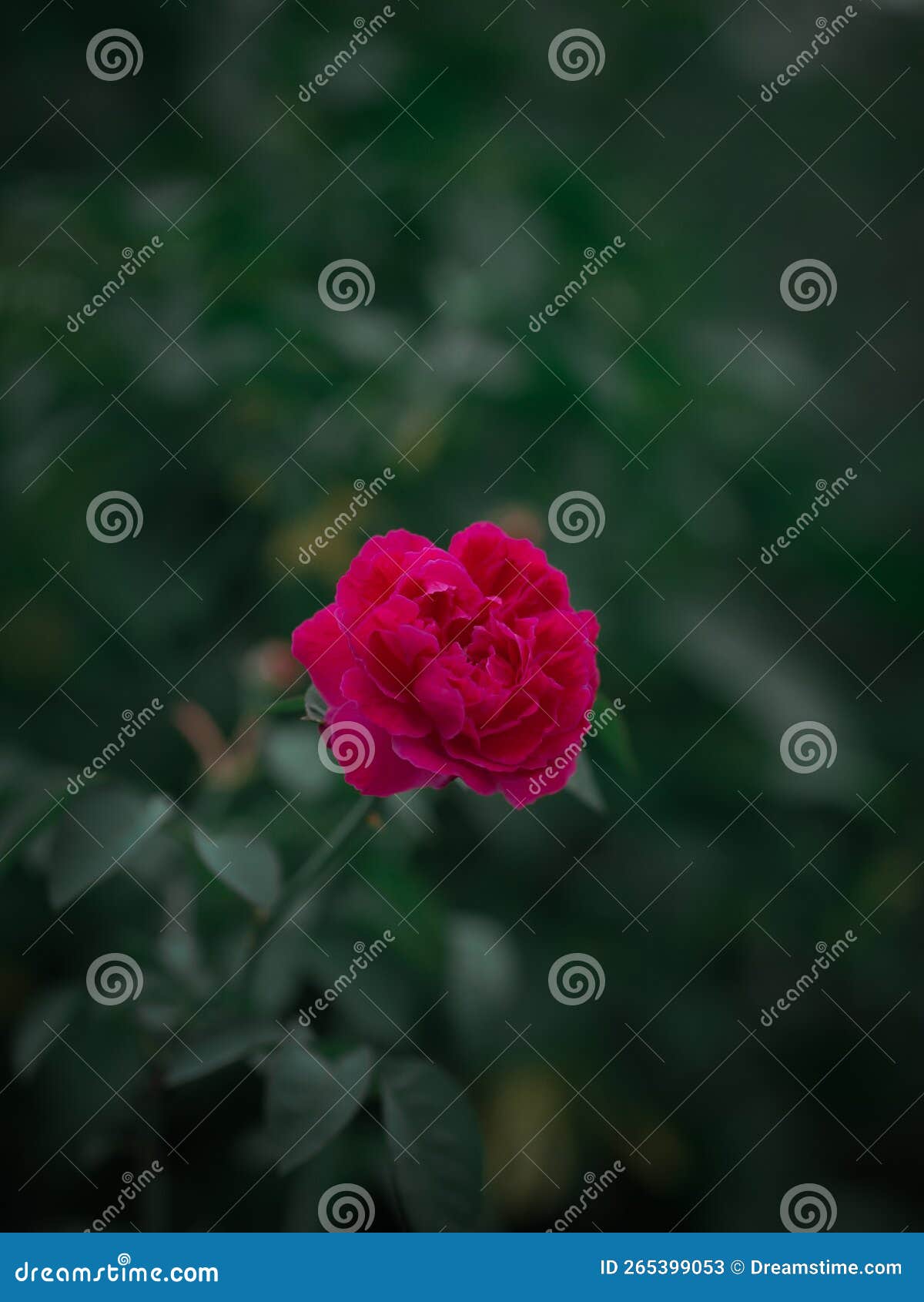 Bakgr Stock Photos - Free & Royalty-Free Stock Photos from Dreamstime