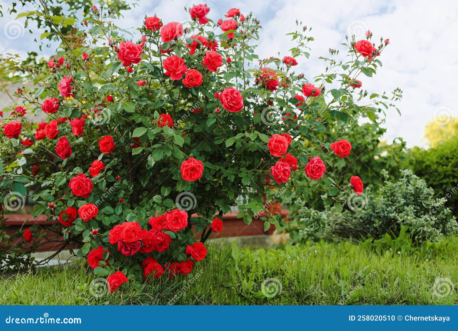 Beautiful Blooming Red Rose Bush in Garden Stock Photo - Image of ...