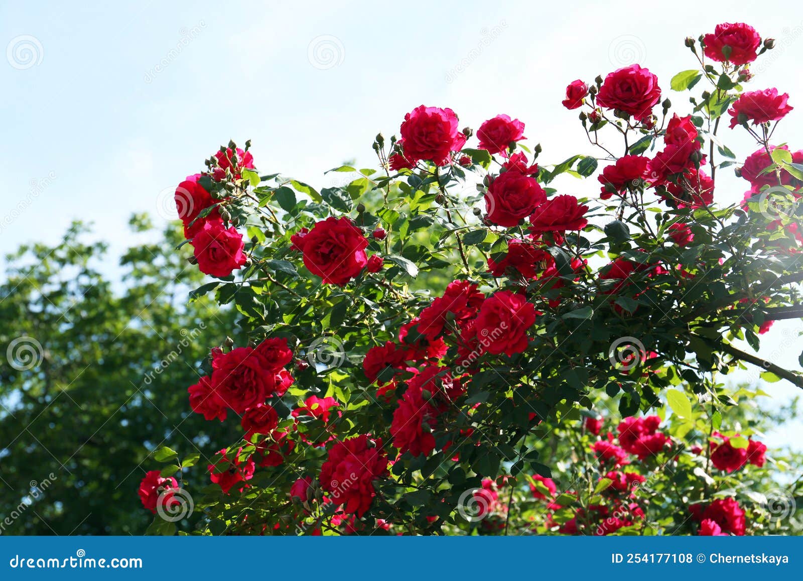 Beautiful Blooming Red Rose Bush Outdoors on Sunny Day Stock Photo ...