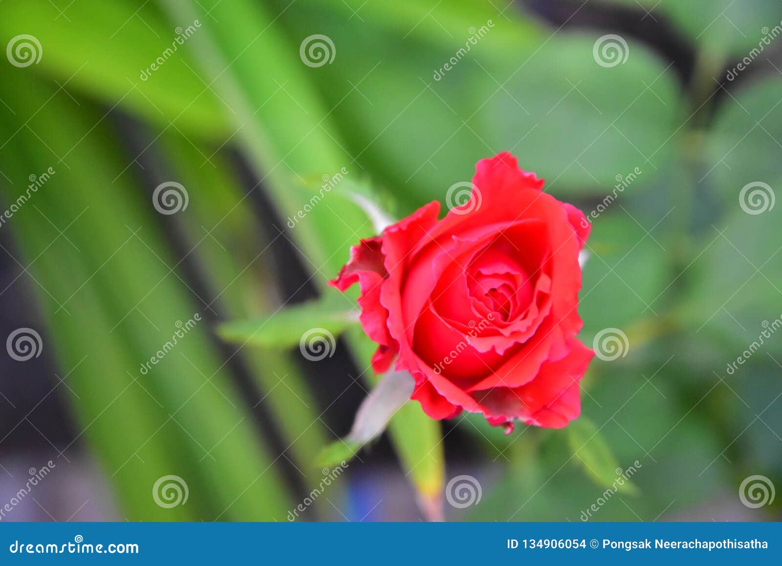Beautiful Blooming Red Rose Flower with Blur Background Stock Photo ...