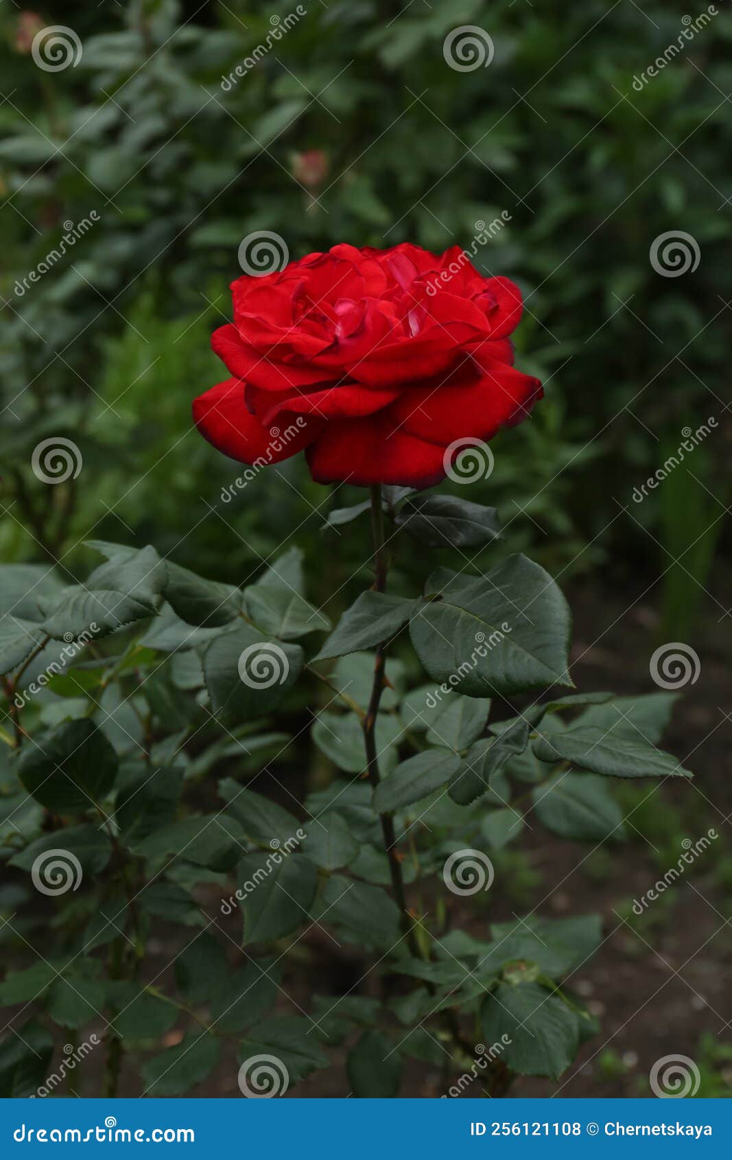 Beautiful Blooming Red Rose Growing in Garden Stock Photo - Image of ...