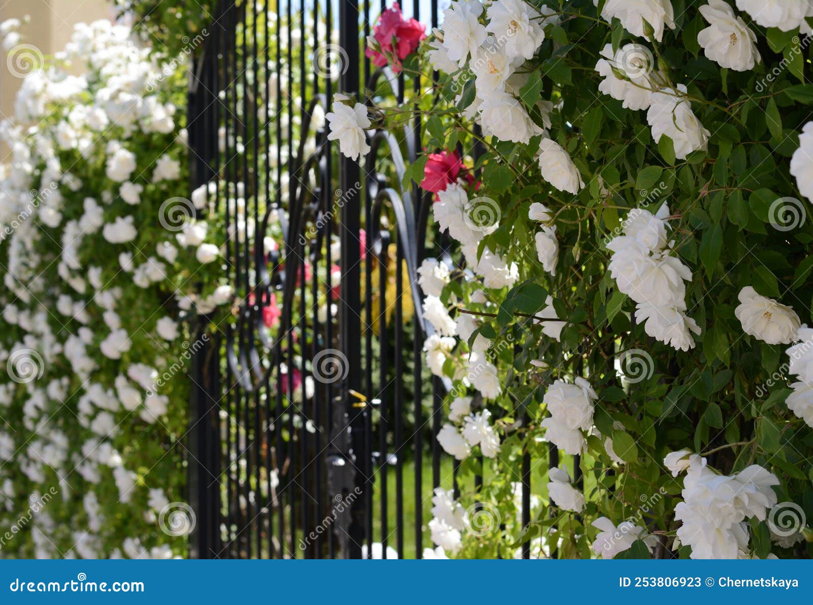 Beautiful Blooming Rose Bush on Metal Gate Outdoors Stock Image - Image ...