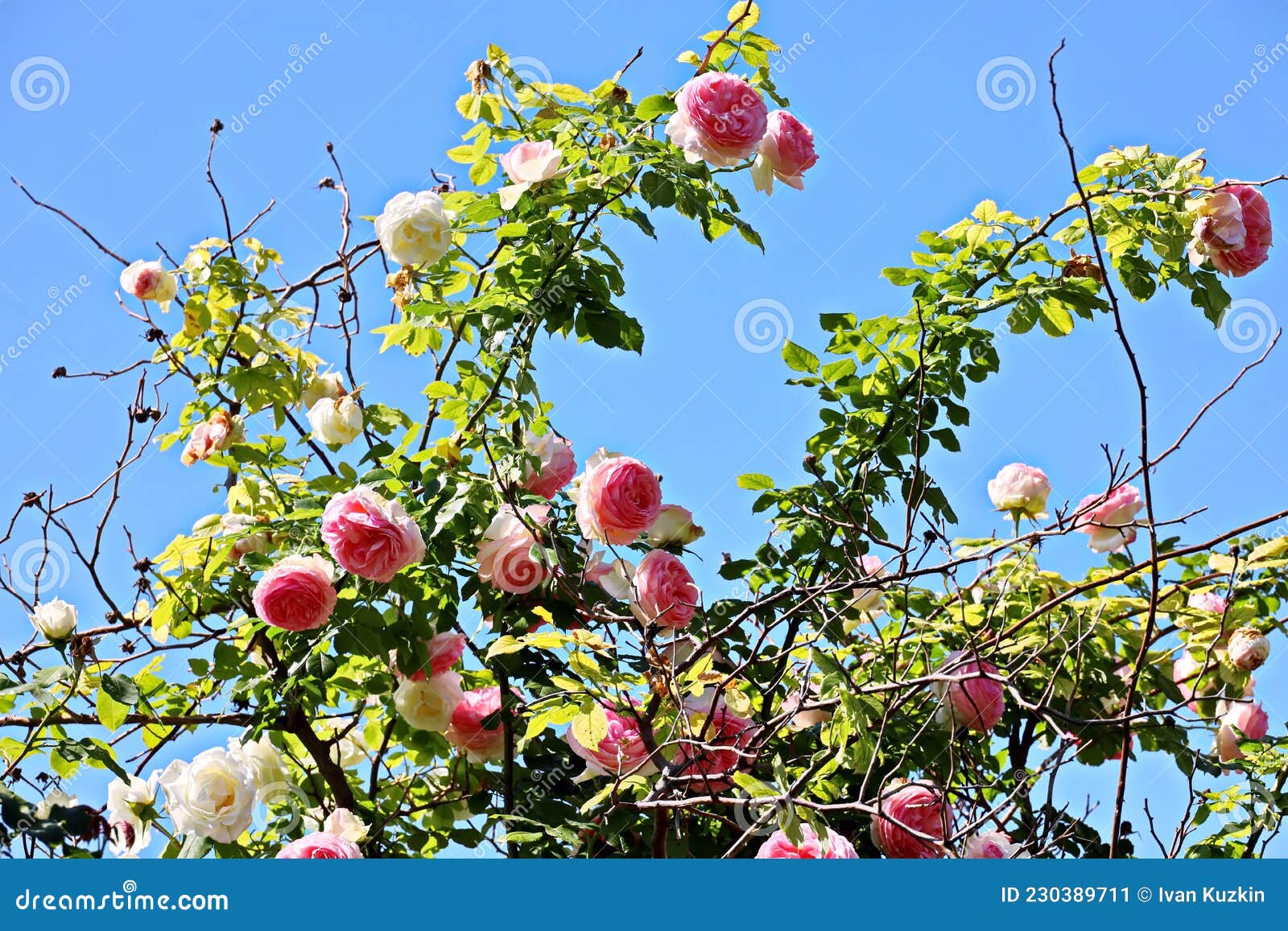 Beautiful Blooming Rose Flowers on Background of the Blue Sky and ...
