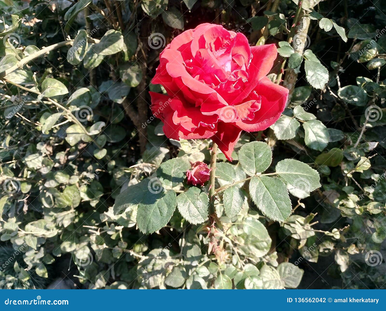 Beautiful blooming rose stock photo. Image of beautiful - 136562042