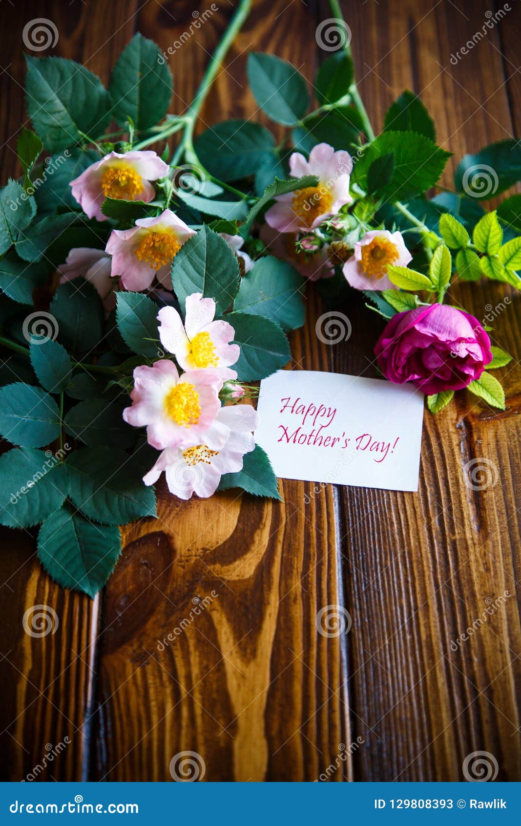 Beautiful Blooming Roses and a Greeting Card for the Mother Stock Image ... Beautiful Blooming Roses and a Greeting Card for the Mother Stock Image ...