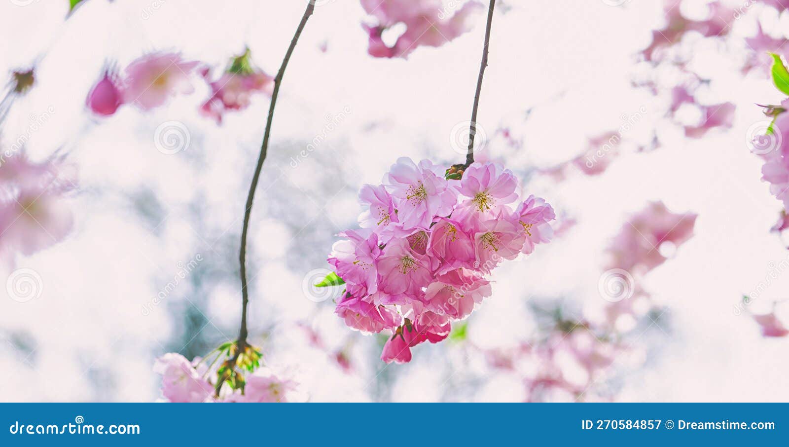 Beautiful Blooming Sakura Tree Stock Image - Image of rosy, plant ...
