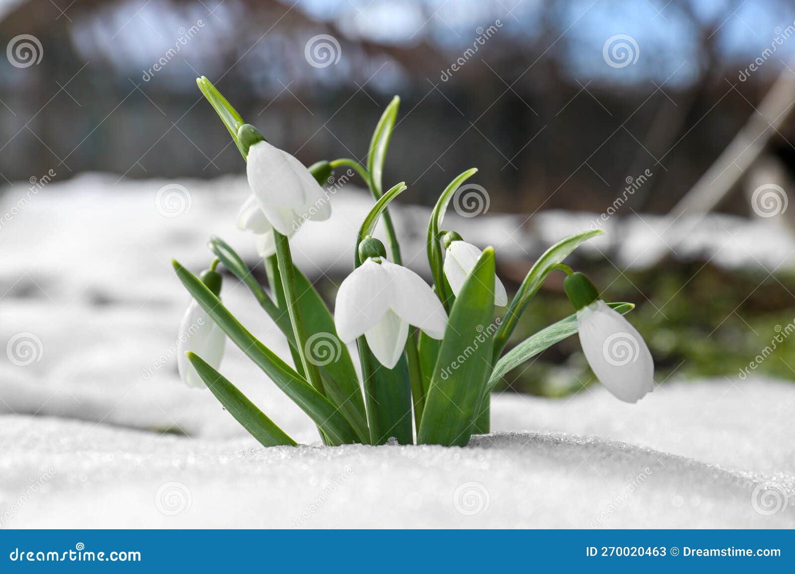 Beautiful Blooming Snowdrops Growing in Snow Outdoors. Spring Flowers ...