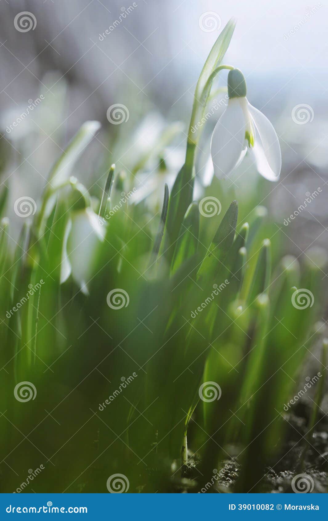 Beautiful Blooming Snowdrops Stock Photo - Image of blooming, floral ...