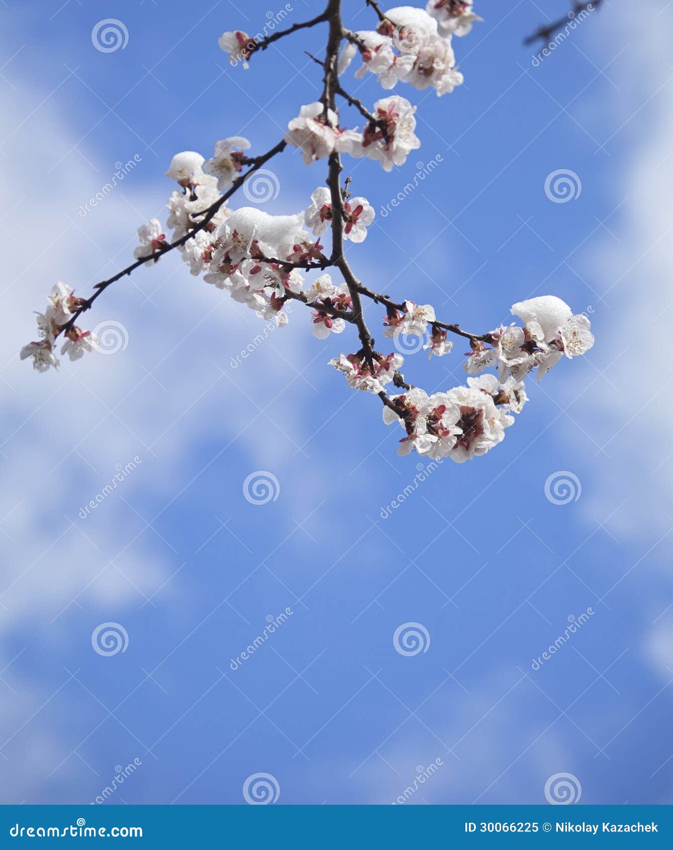 Flowers in the snow stock image. Image of march, cold - 30066225